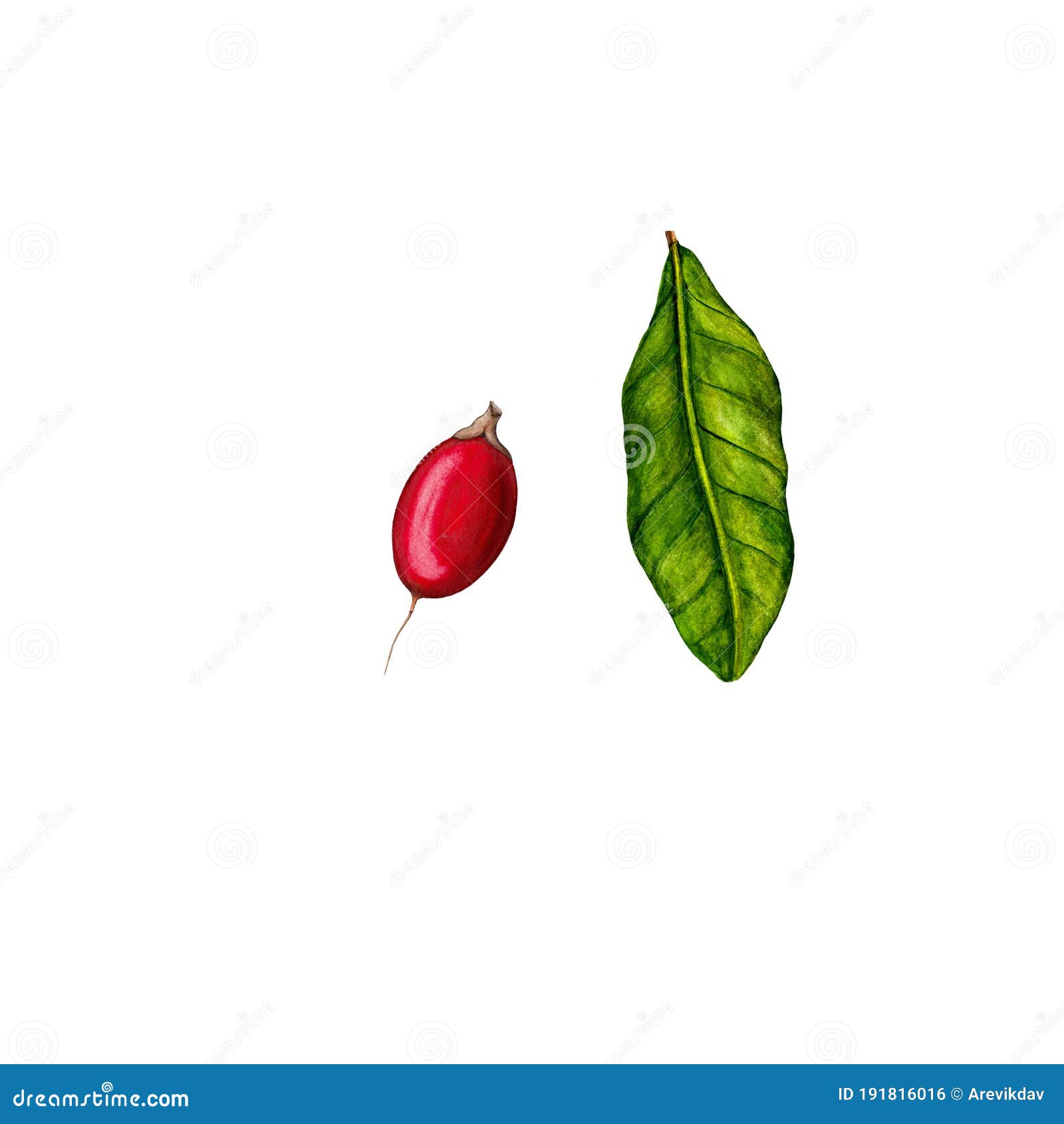 Watercolor Illustration of Miracle Fruit Stock Illustration ...