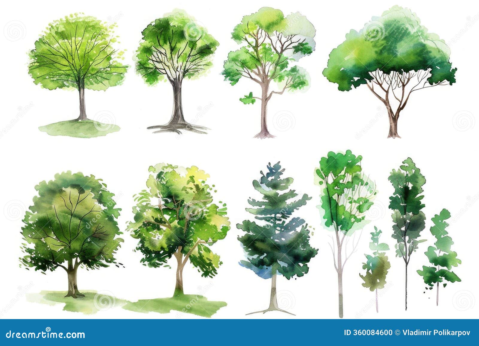 Watercolor Illustration of Multiple Trees on a Plain White Background ...
