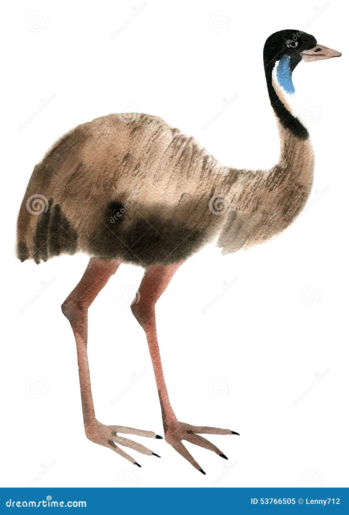 Watercolor Illustration of Ostrich Emu in White Background. Stock ...
