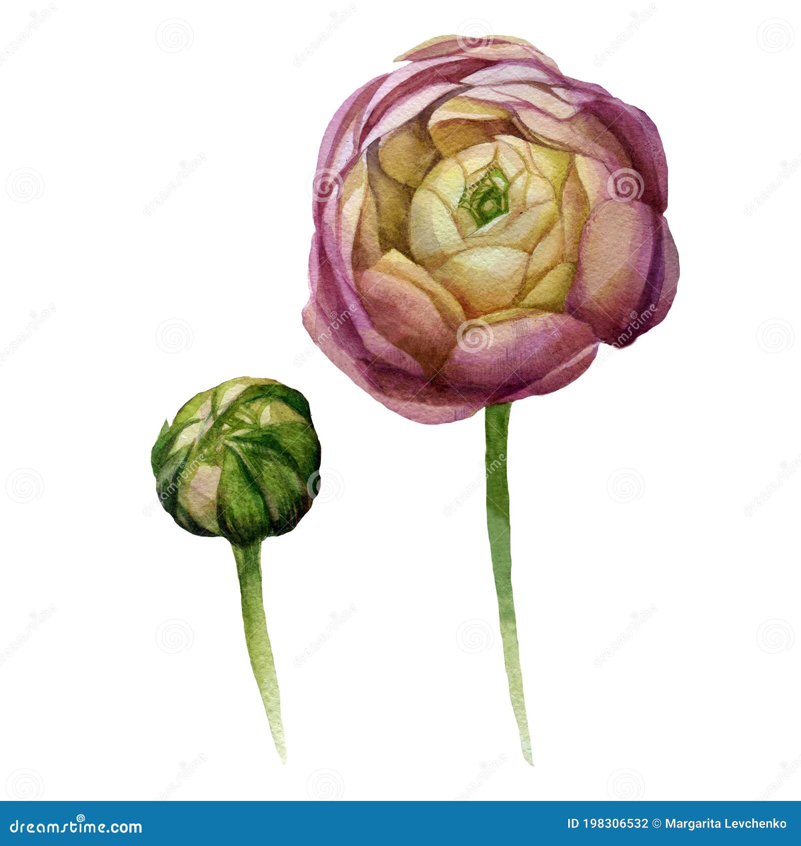 Watercolor Illustration. the Ranunculus Flower is Pink Stock Photo ...