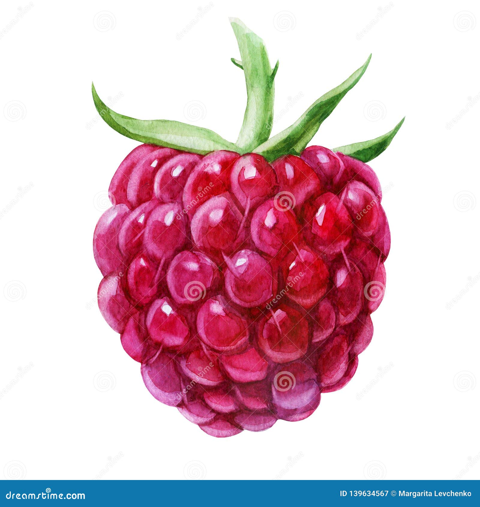 Watercolor Illustration. Raspberry Berry on the Side Stock Illustration ...