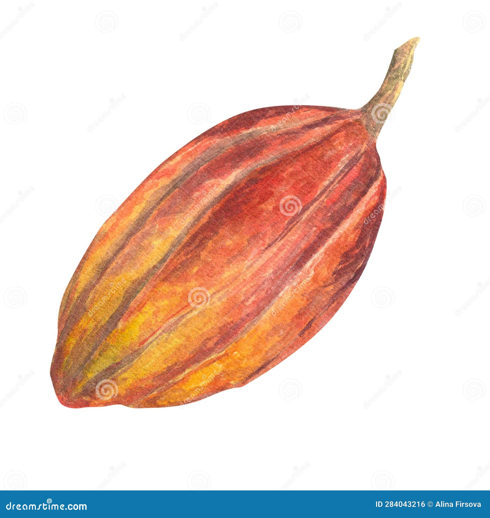 Watercolor Illustration of Red Cocoa Fruit . Isolated Hand Drawn ...