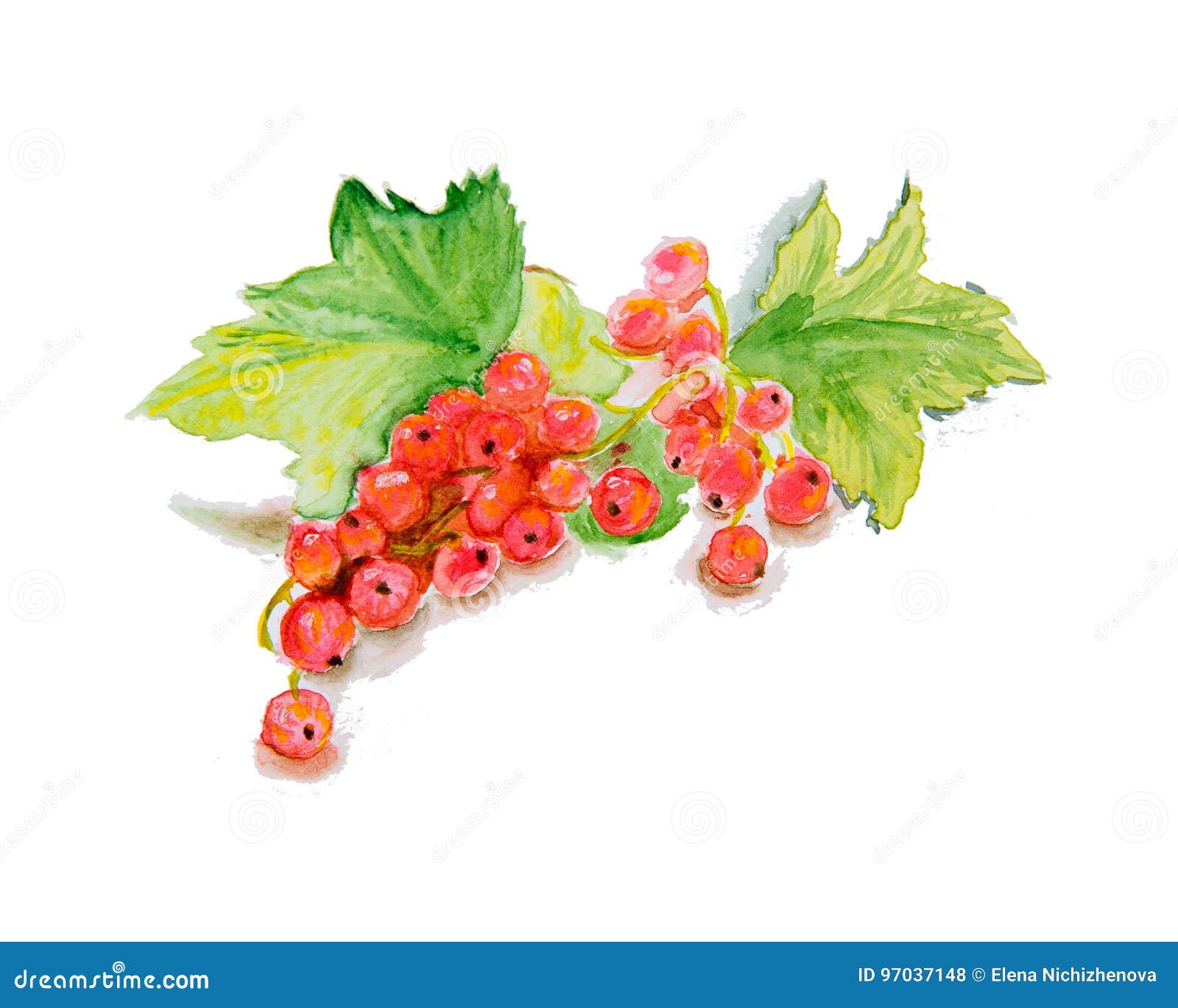 Watercolor Illustration Red Currant Stock Illustration - Illustration ...