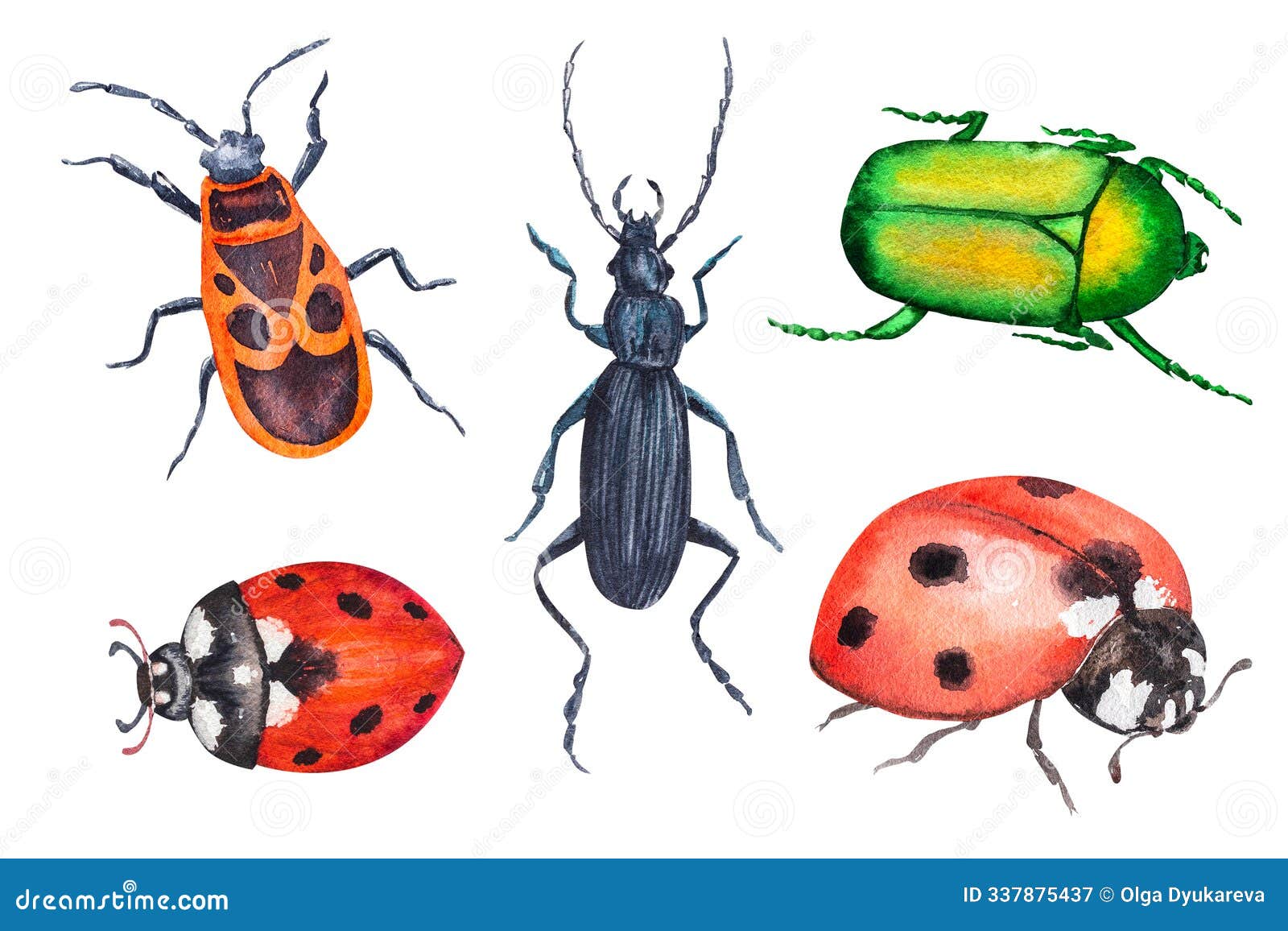 Watercolor Illustration Set of Different Insects Bugs. Hand Drawn ...