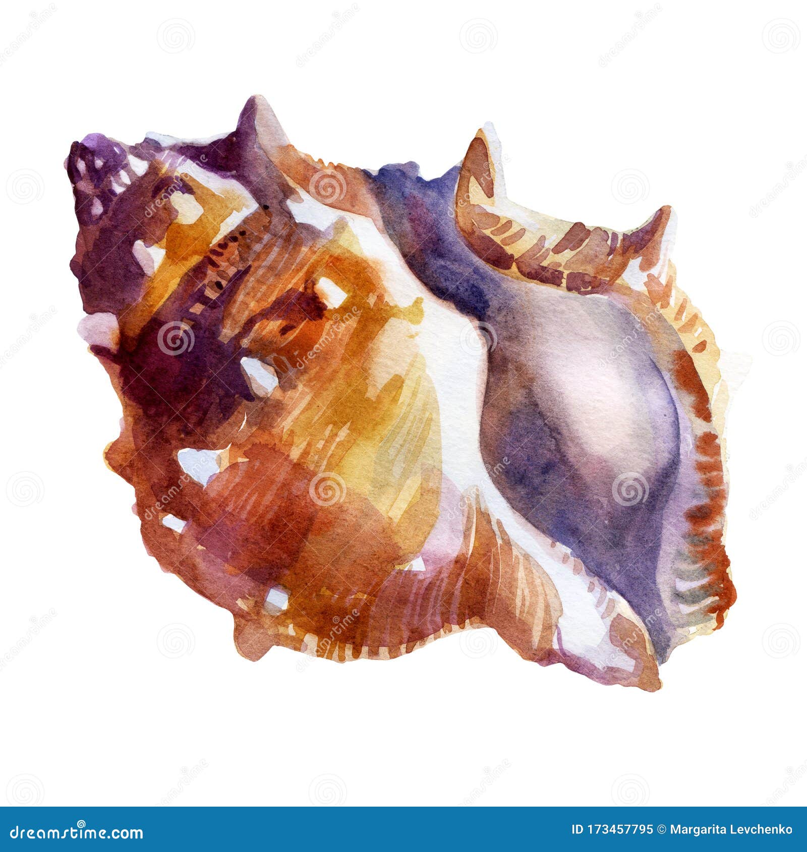 Watercolor Illustration. Shell. Summer Sea Image Stock Illustration ...