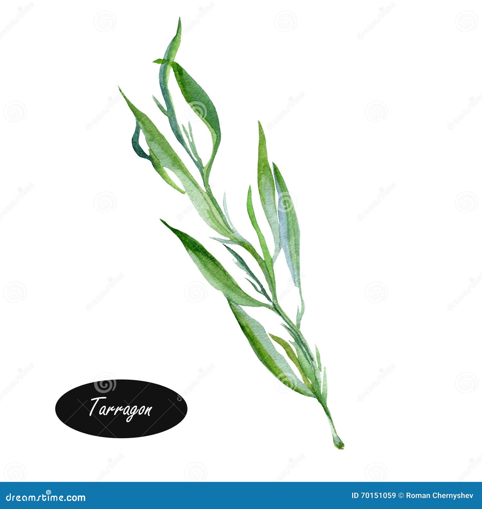 Tarragon Artemisia Dracunculus , Aromatic Kitchen And Medicinal Herb ... Tarragon Artemisia Dracunculus , Aromatic Kitchen And Medicinal Herb ...