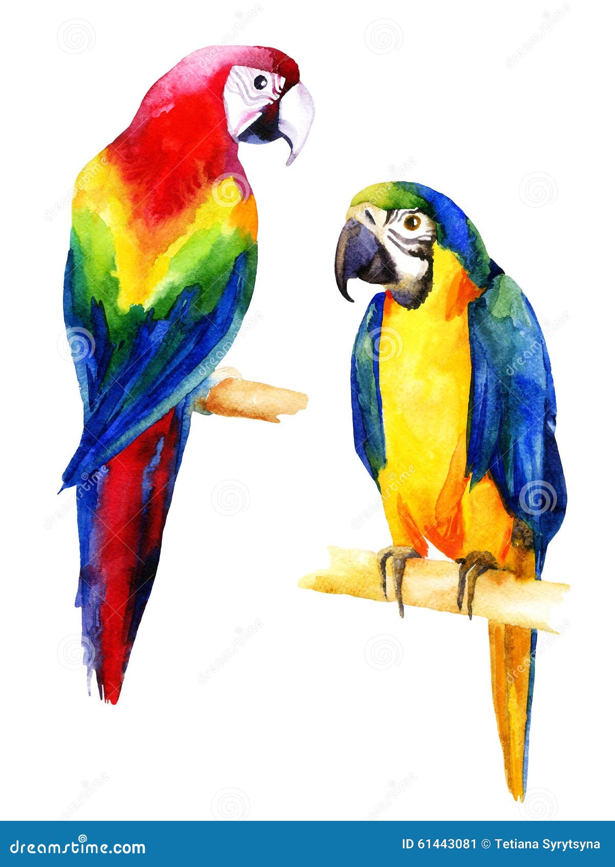 Watercolor Illustration of Two Parrots Stock Illustration ...