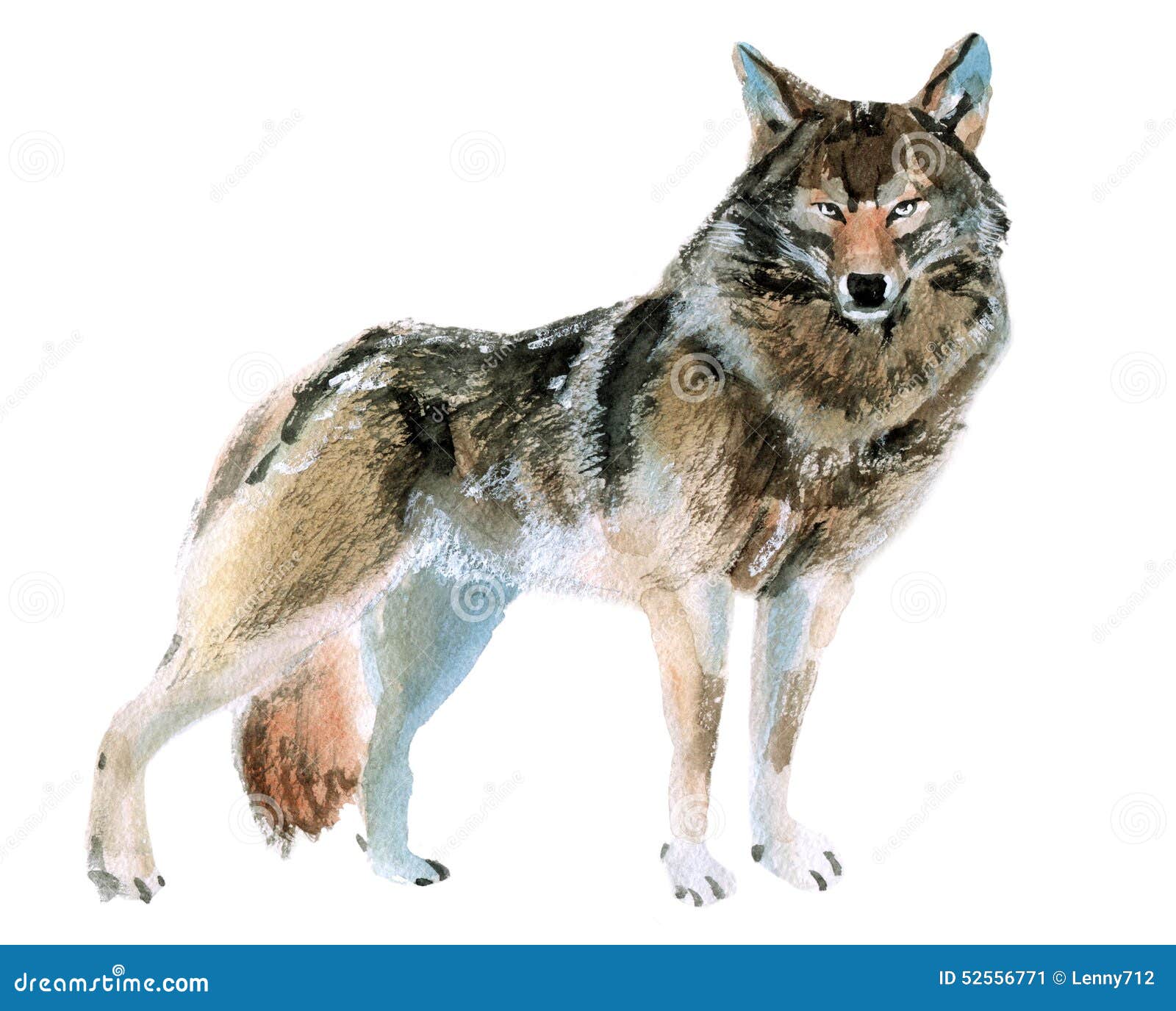 Watercolor Illustration of a Wolf Stock Illustration - Illustration of ...