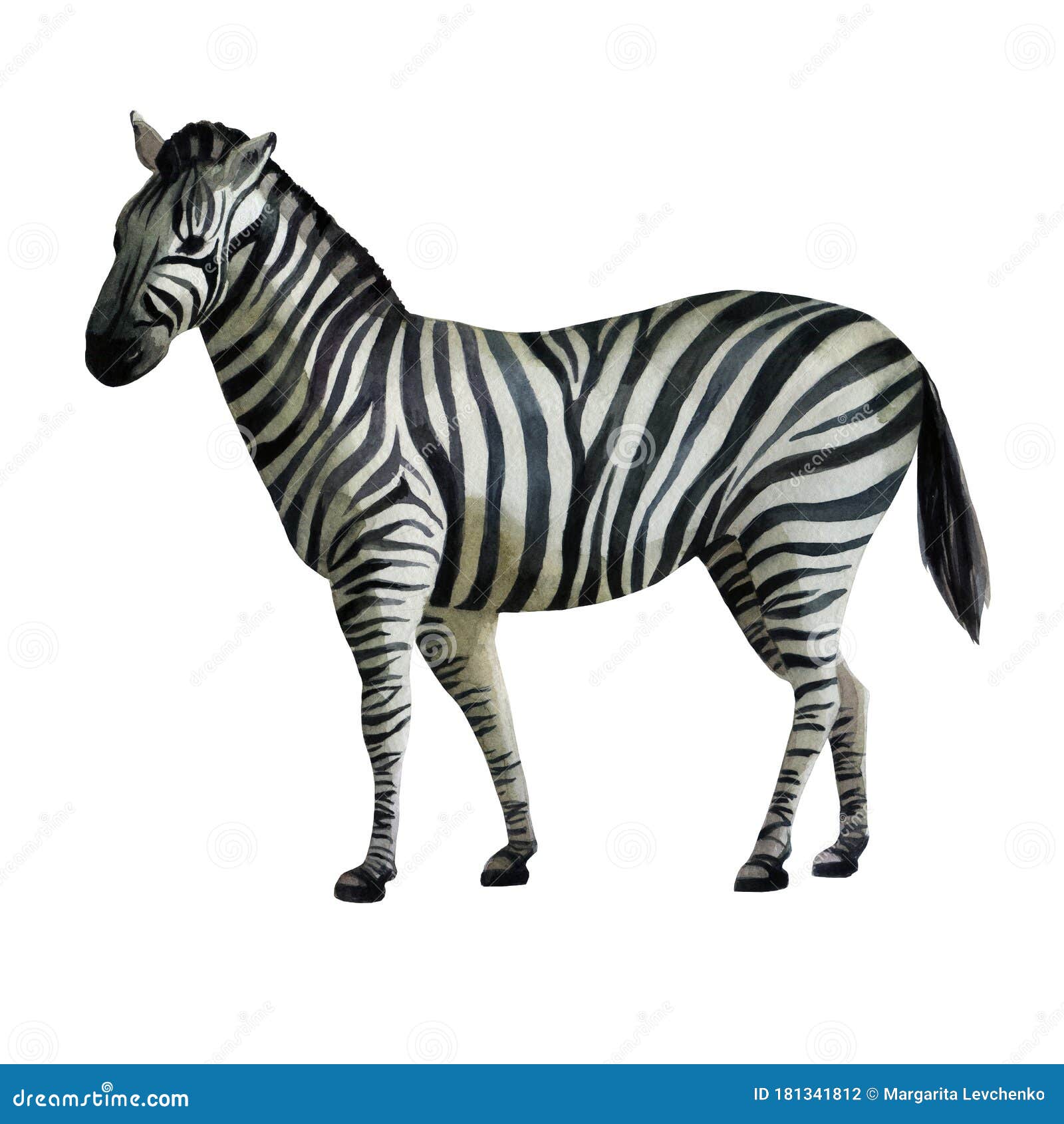 Watercolor Illustration. Zebra Standing on the Side Stock Illustration ...