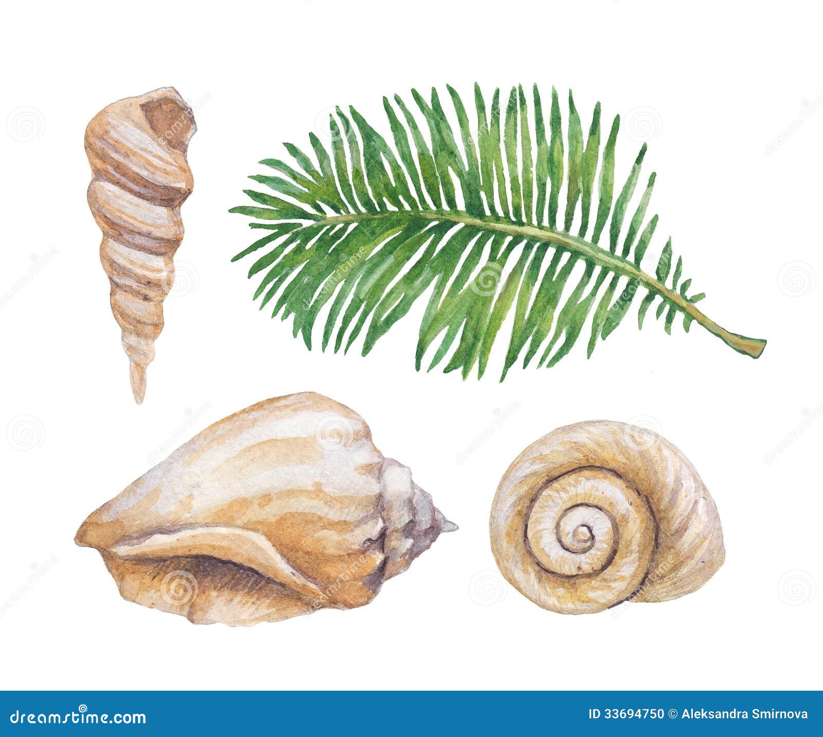 Watercolor Illustrations of Shells Stock Illustration - Illustration of ...