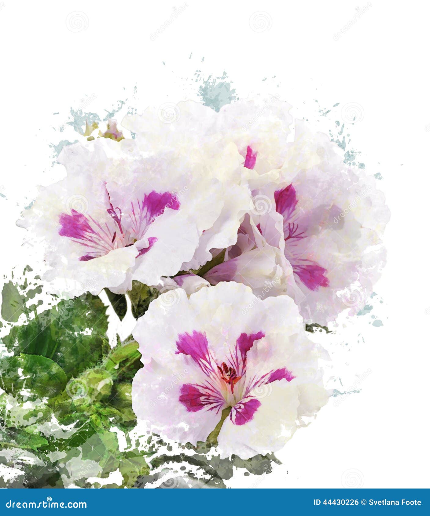 Watercolor Image of Geranium Flowers Stock Illustration - Illustration ...