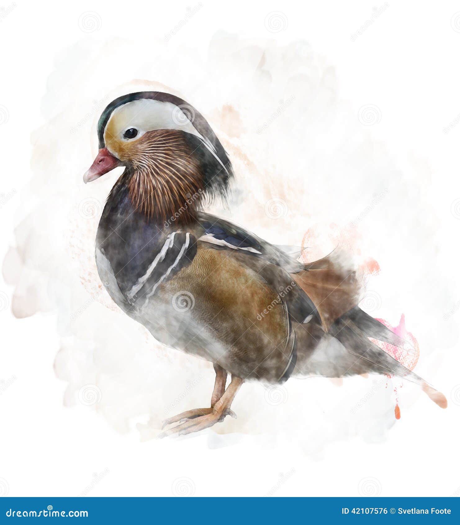 Mandarin Duck Swim In The Water. Male. Asian Bird. Vector ...