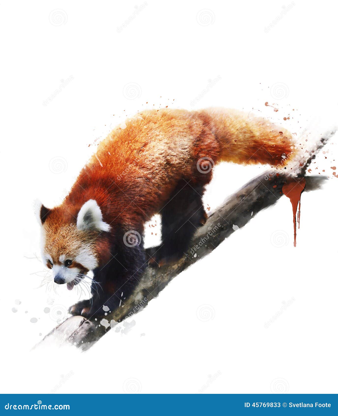Watercolor Image of Red Panda Stock Illustration - Illustration of ...