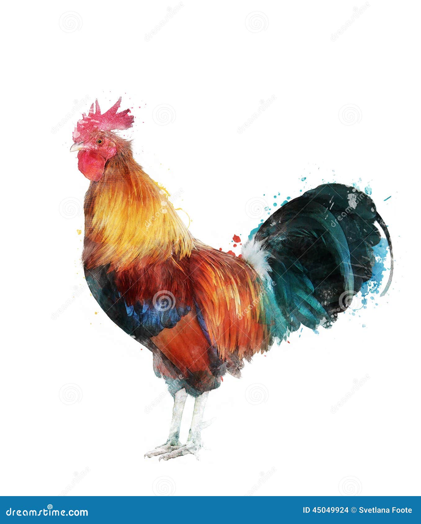 Watercolor Image of Rooster Stock Illustration - Illustration of farm ...