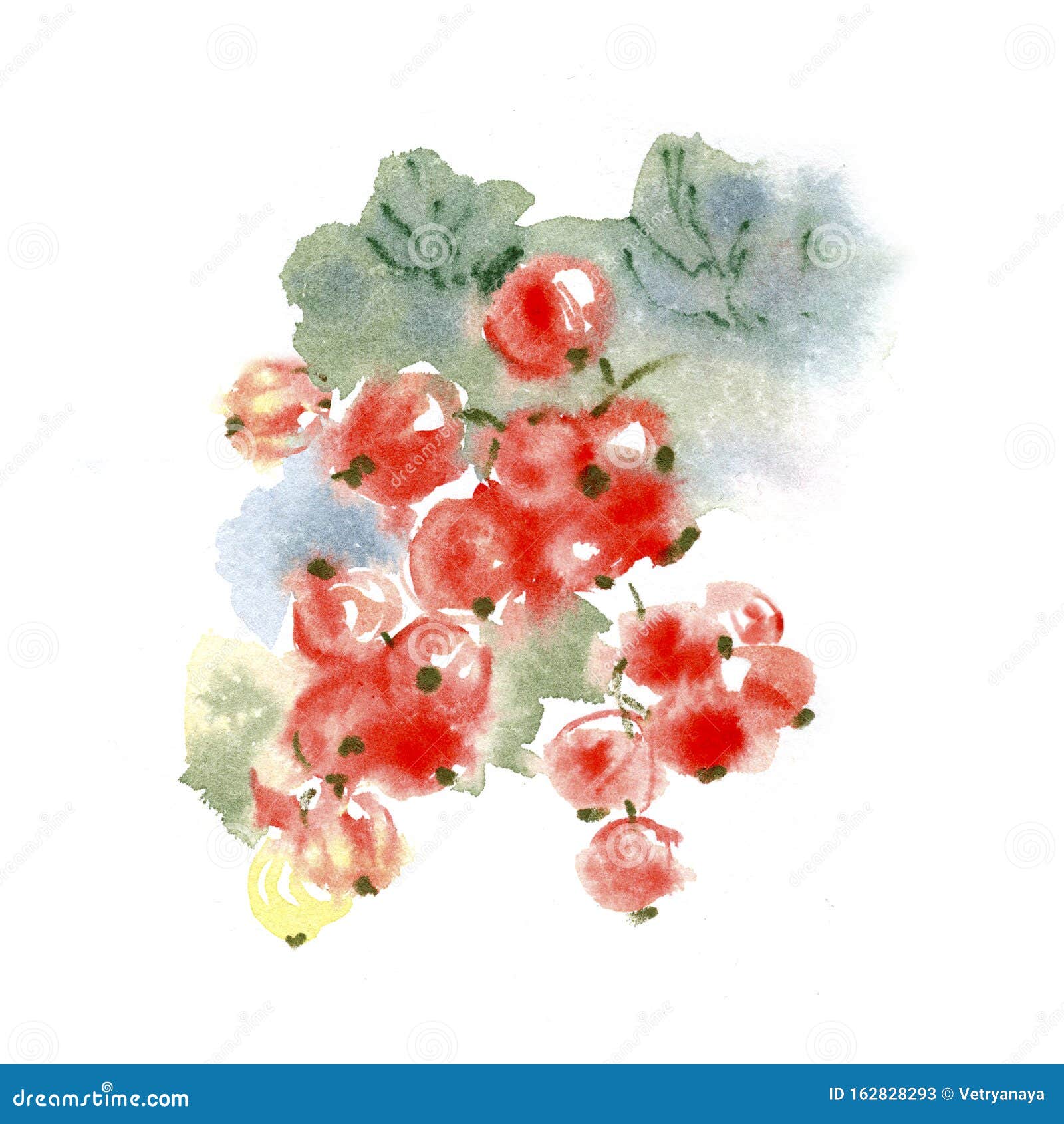 Watercolor Image of a Sprig of Red Currant Stock Illustration ...