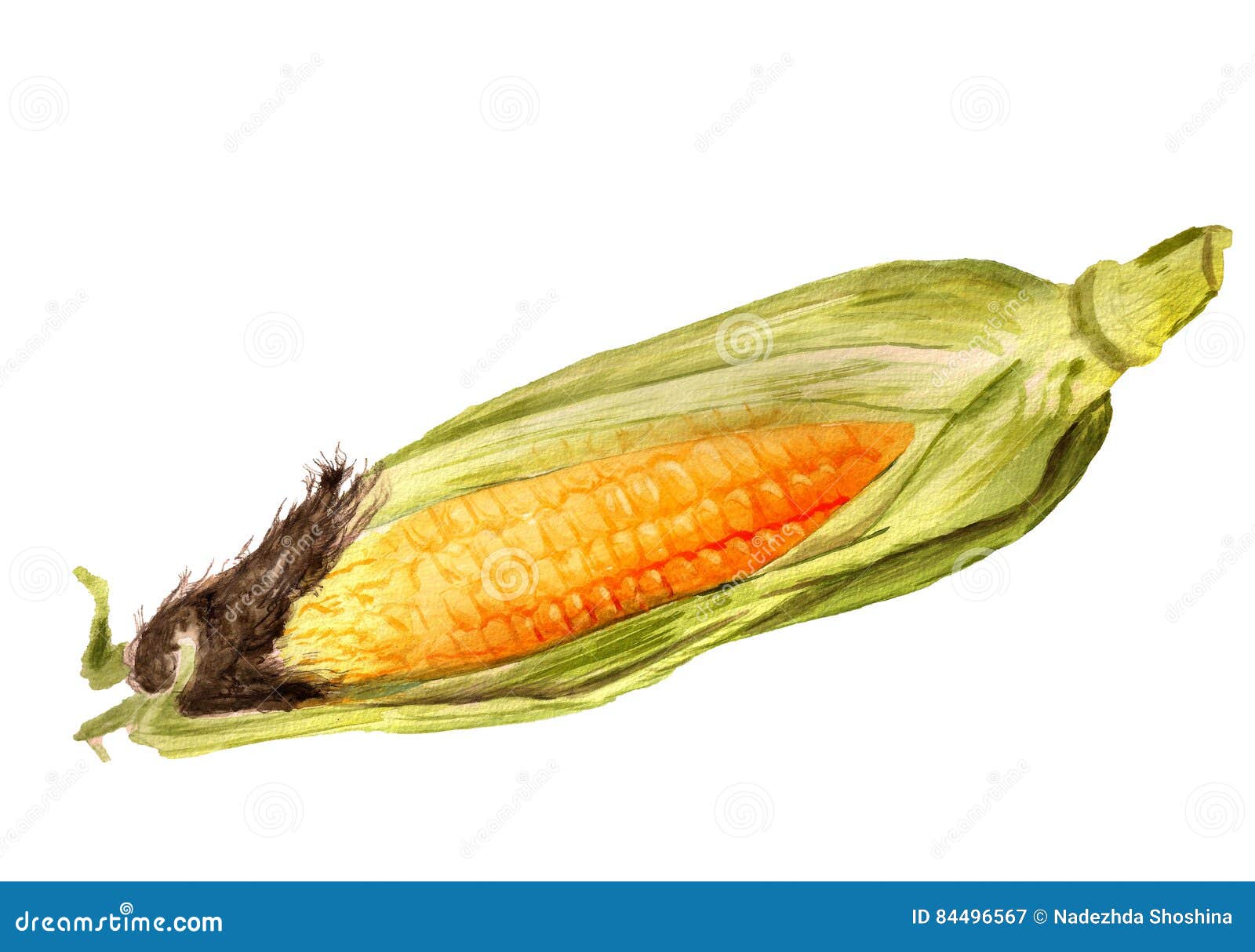 Watercolor indian corn stock illustration. Illustration of cookie ...