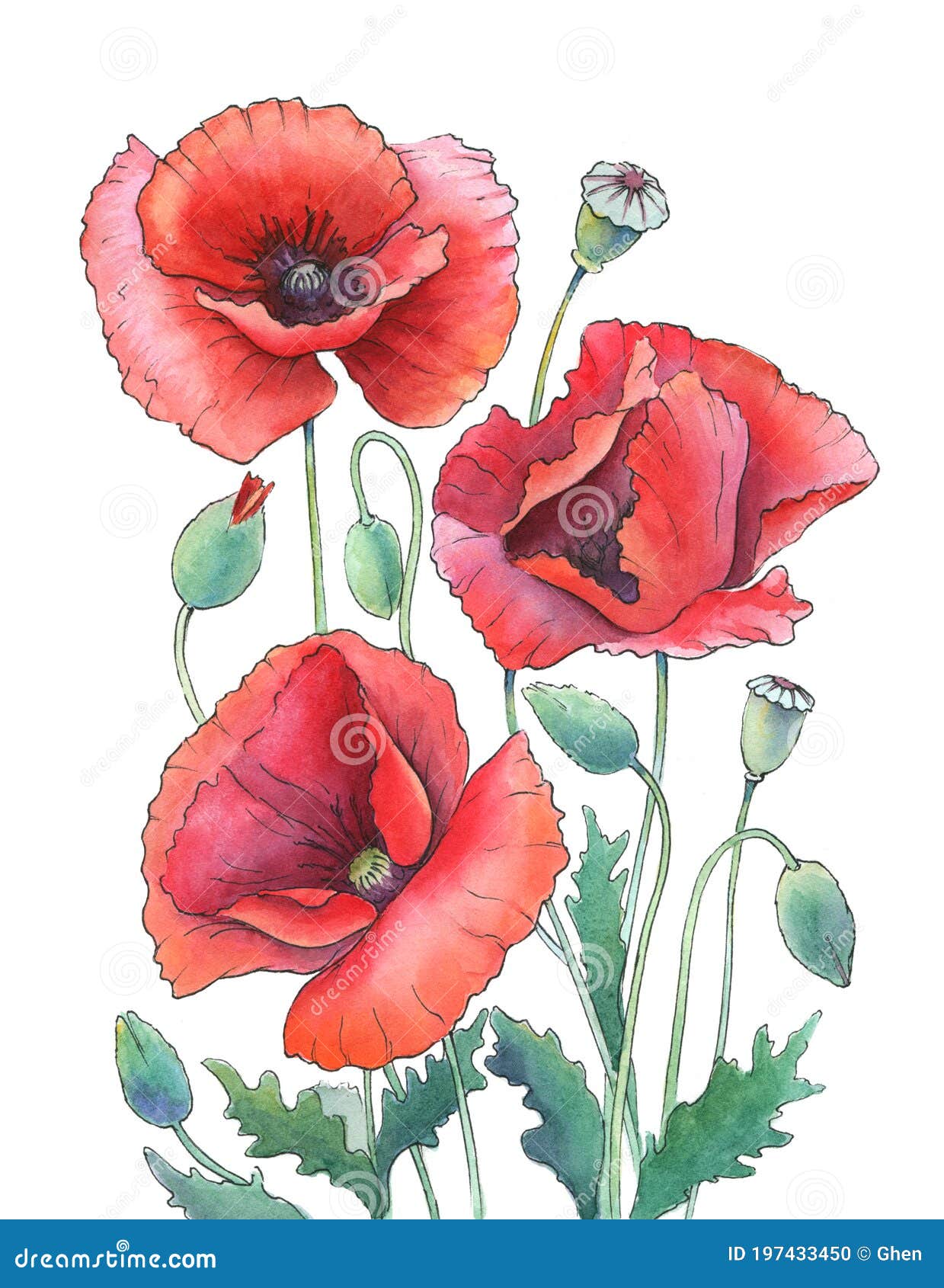 Watercolor and Ink Drawing of Red Poppies on White Stock Illustration ...