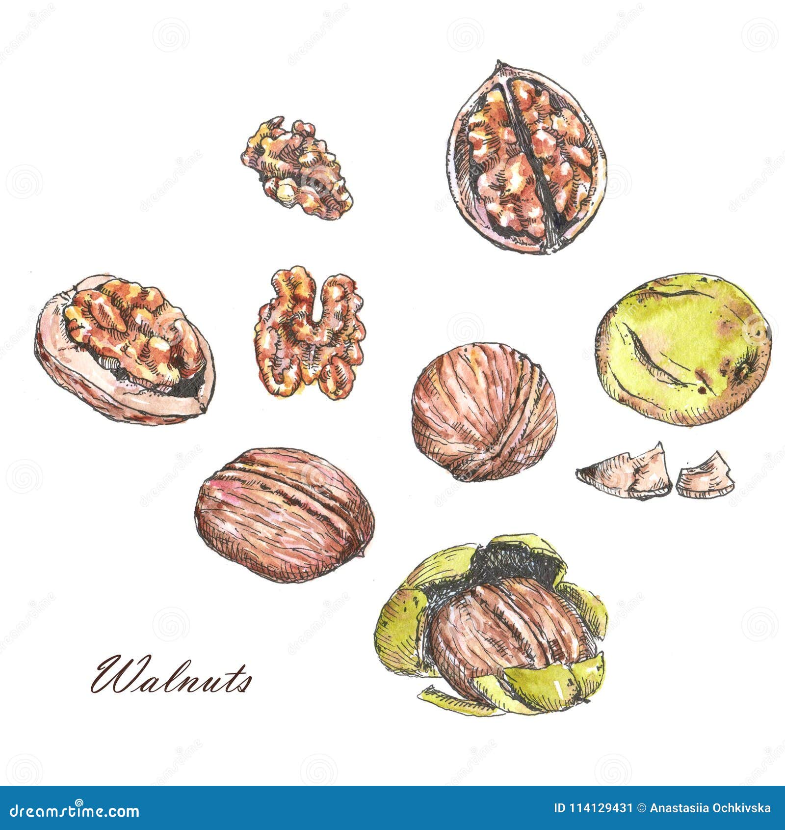 Watercolor and Ink Illustrations of Different Nuts Stock Illustration ...