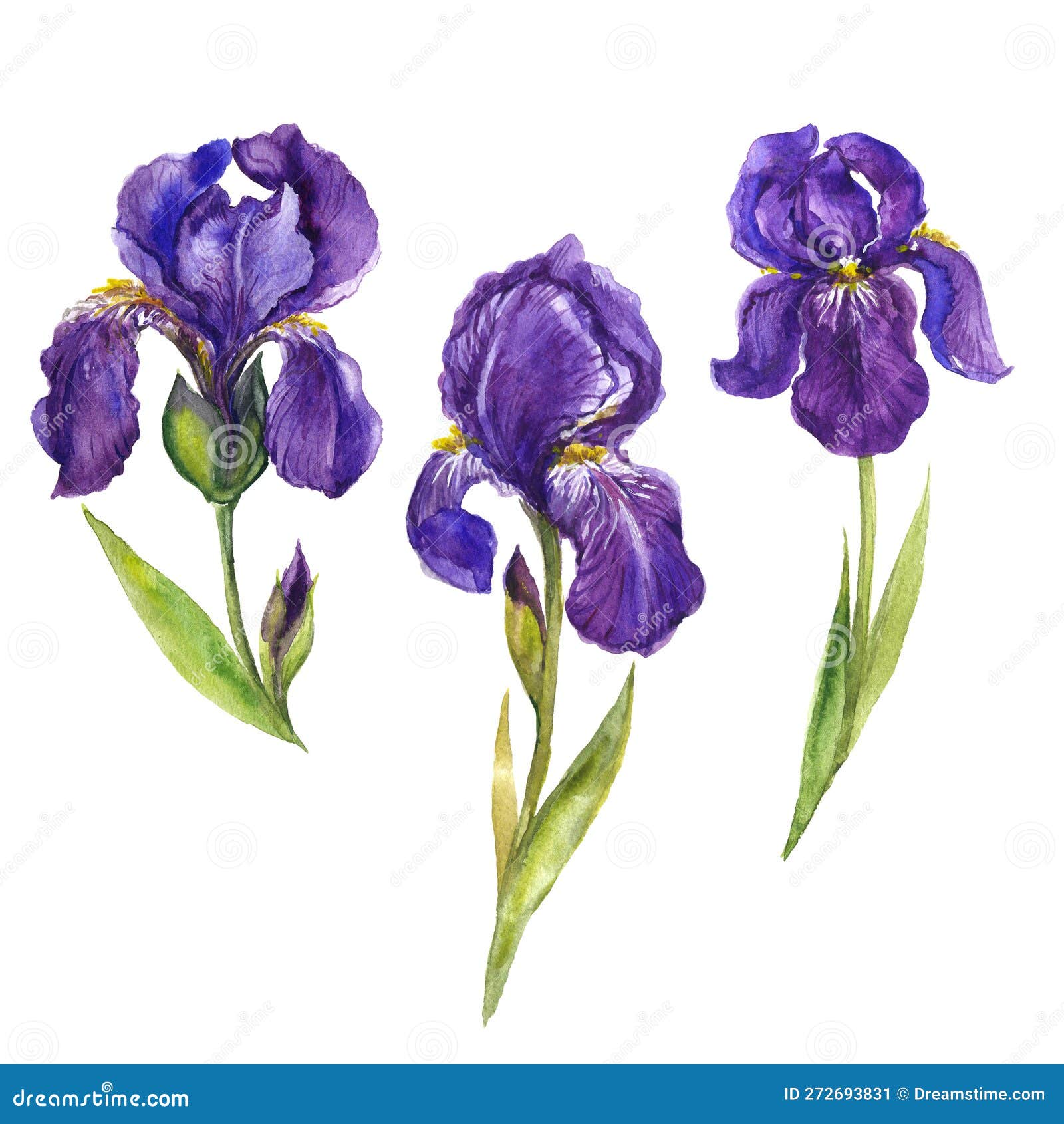 Irises Flowers With Leaves. Botanical Illustration. Line Drawing. For ...