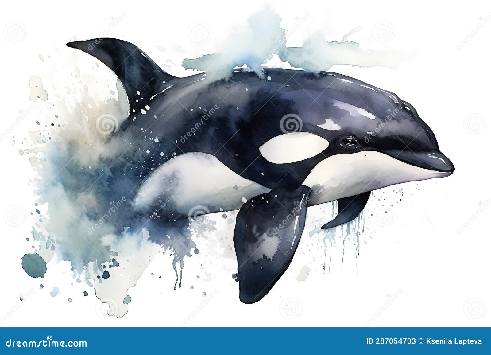 Watercolor Killer Whale Stock Image | CartoonDealer.com #60264397