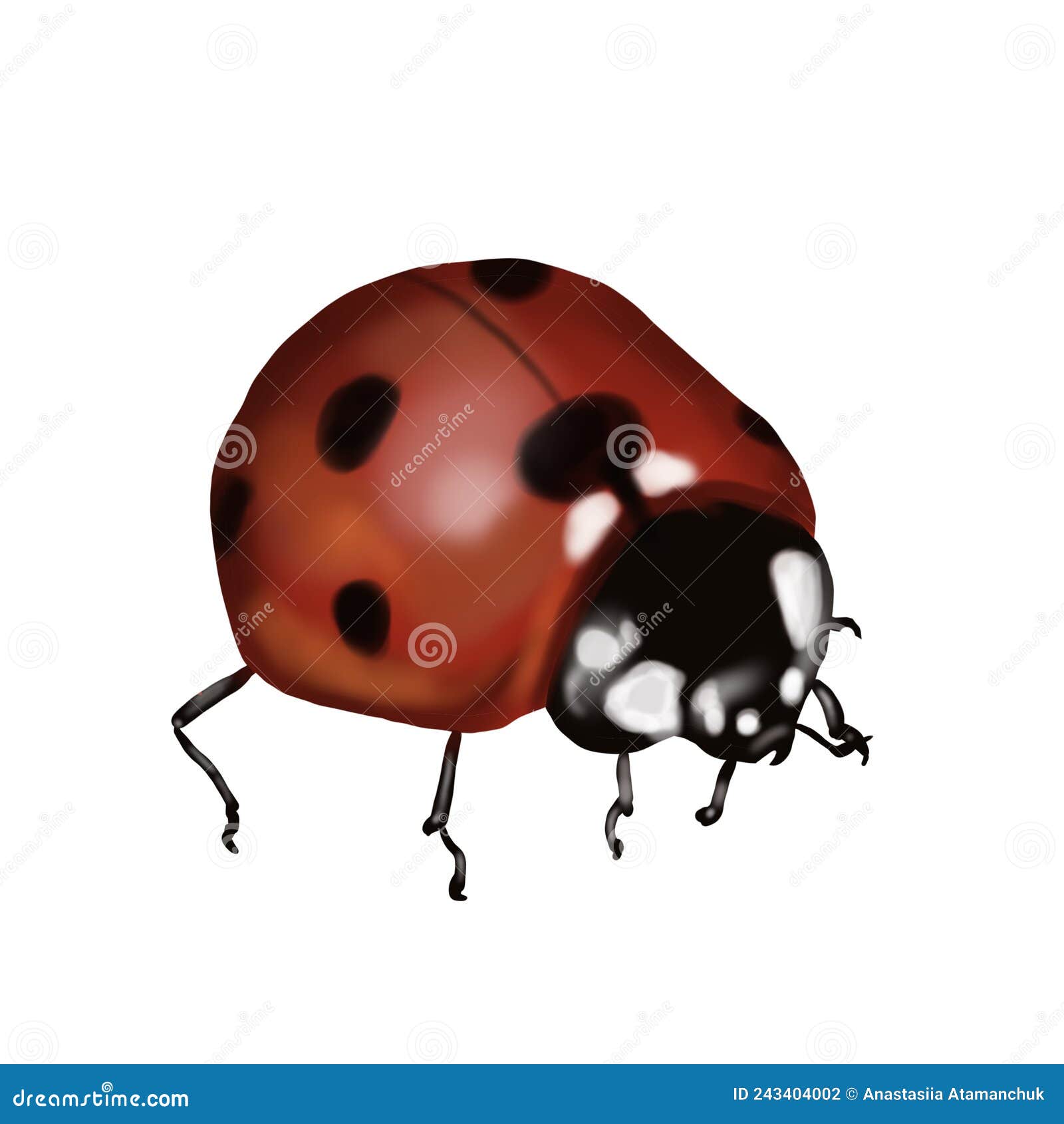 Ladybug Realistic Isolated Vector Illustration | CartoonDealer.com ...
