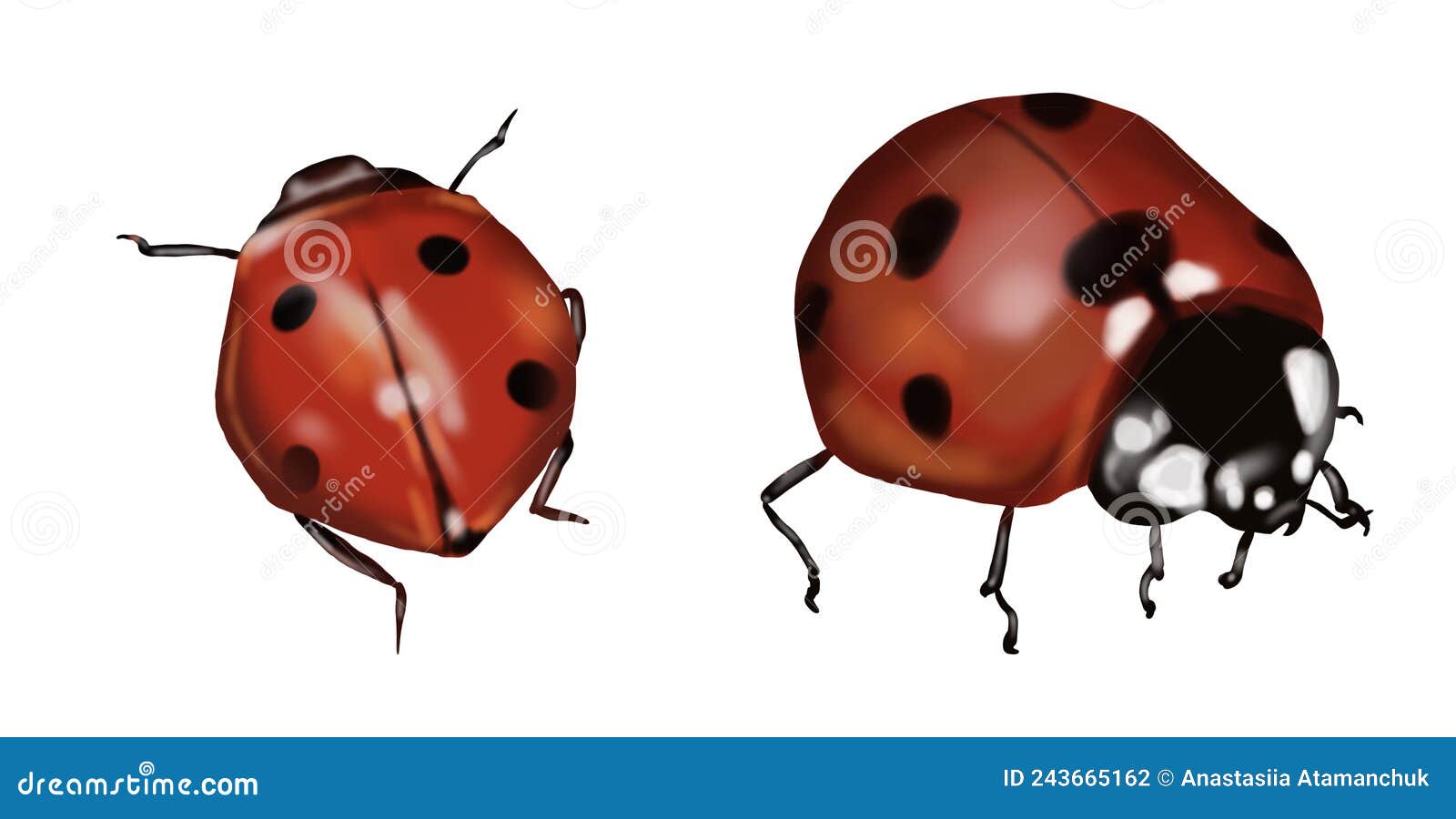 Ladybug Realistic Isolated Vector Illustration | CartoonDealer.com ...