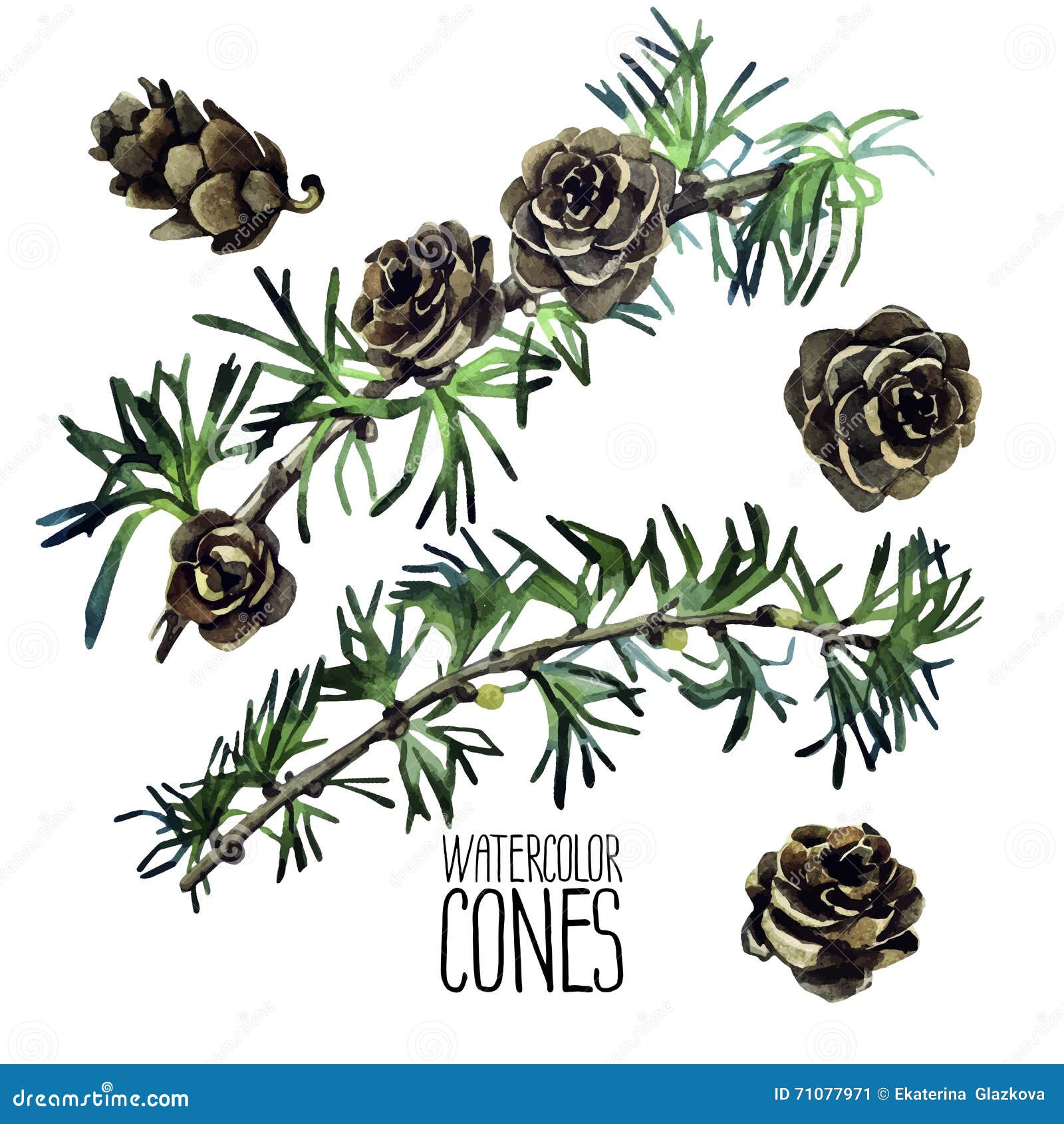 Watercolor Larch Tree Branch Isolated On White Stock Illustration ...