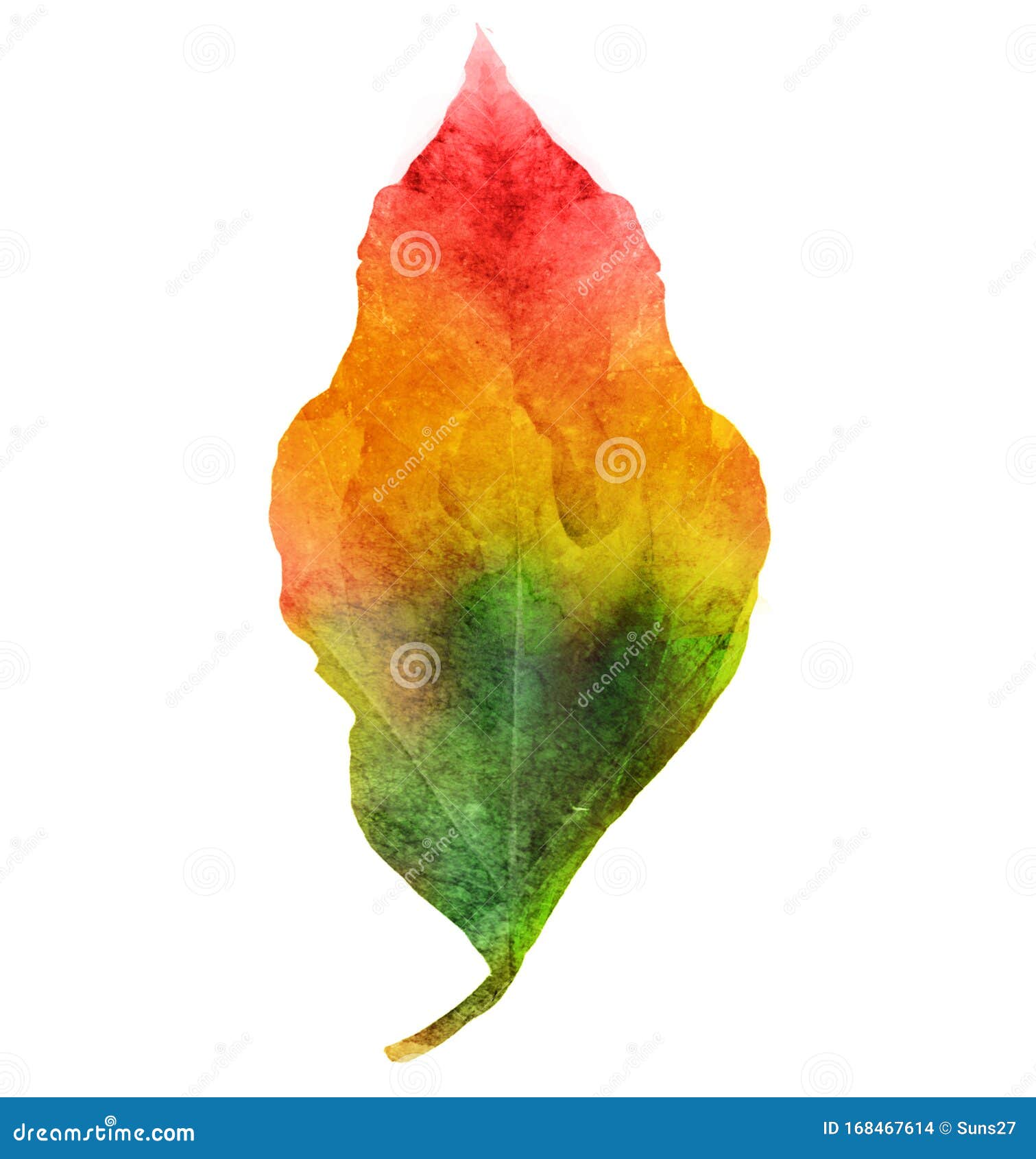Watercolor Leaf on the White Stock Illustration - Illustration of ...