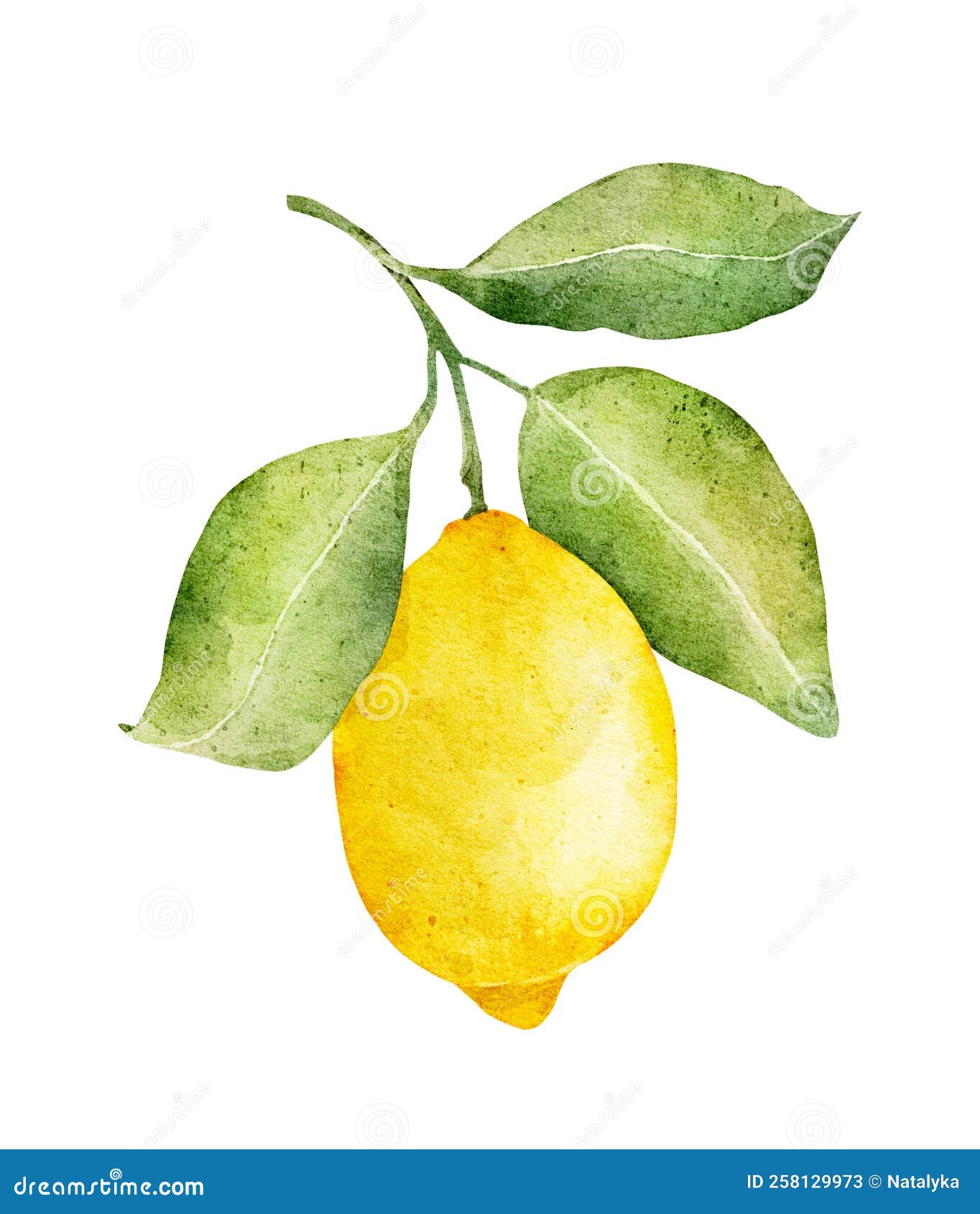Watercolor Lemon Isolated on White Background Stock Illustration ...
