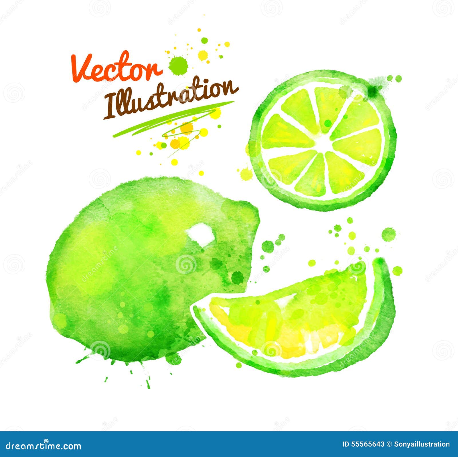 Watercolor lime stock vector. Illustration of lemon, paint - 55565643
