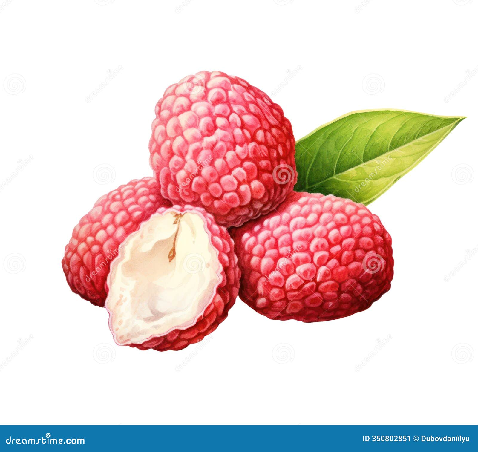 Watercolor Lychee Drawing On A Transparent Background In PNG Format ...