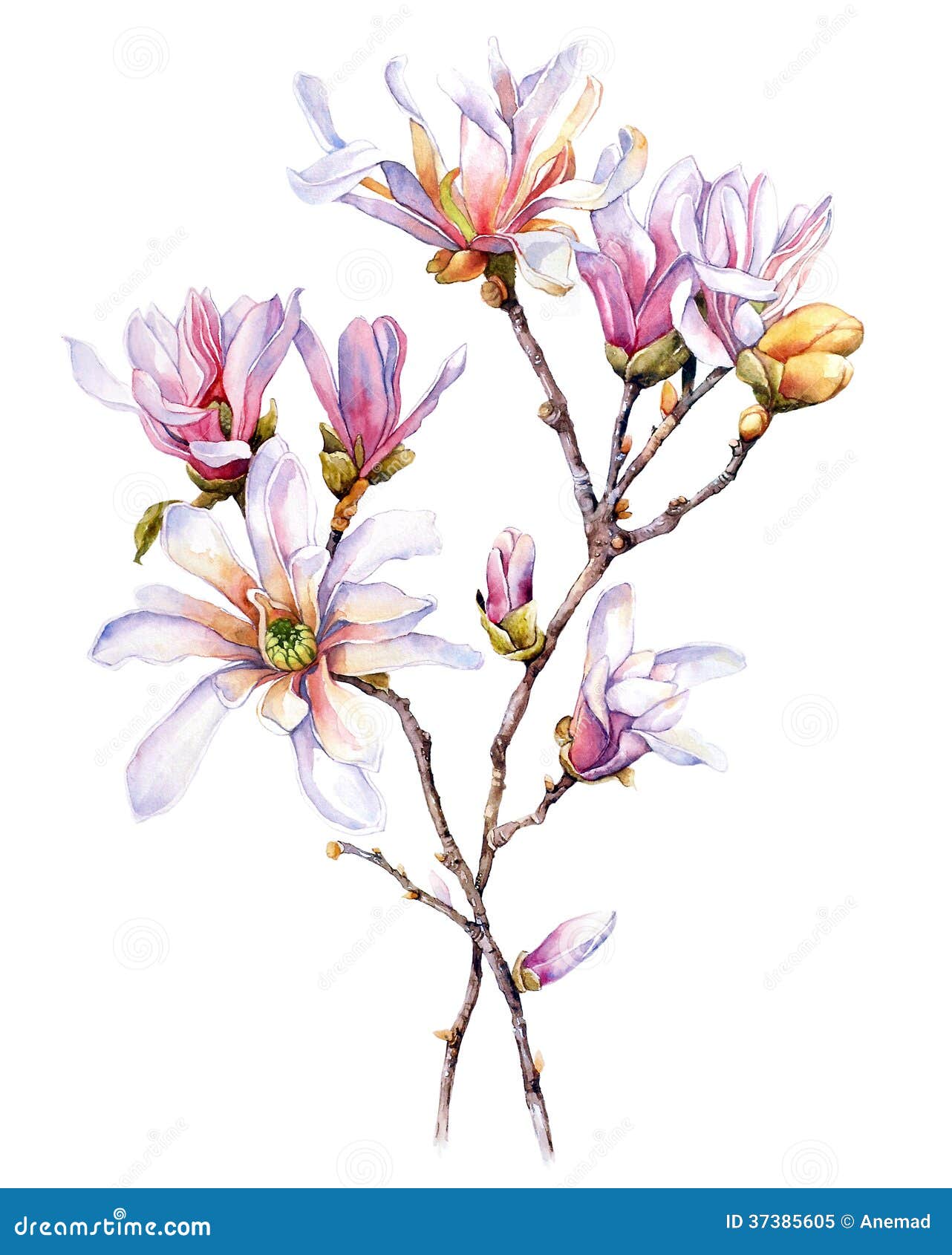 Watercolor with Magnolia stock image. Image of blooming - 37385605