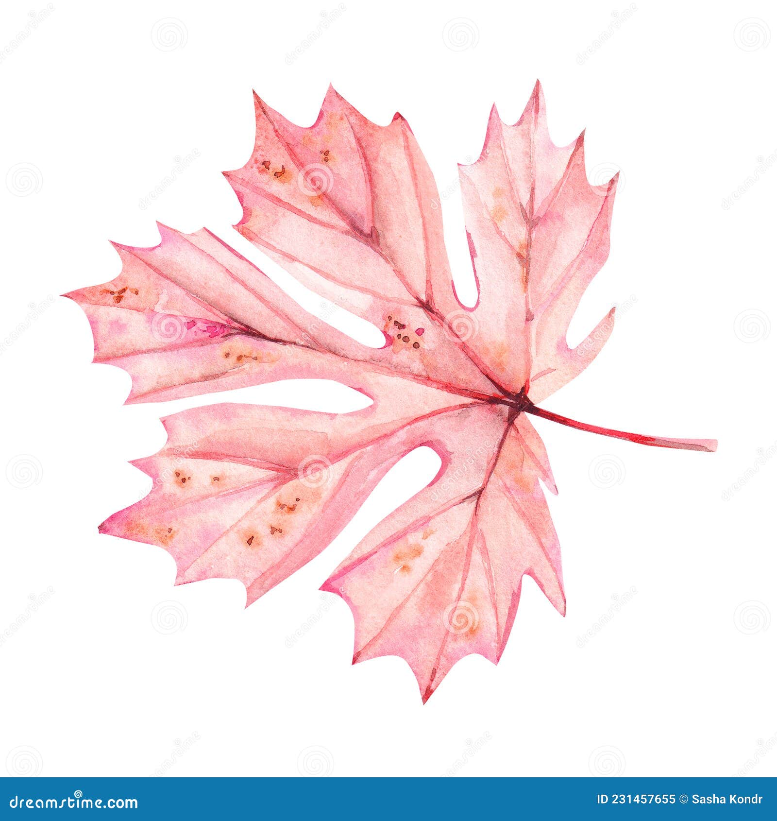 Watercolor Maple Leaf on White Background 2 Stock Image - Image of ...