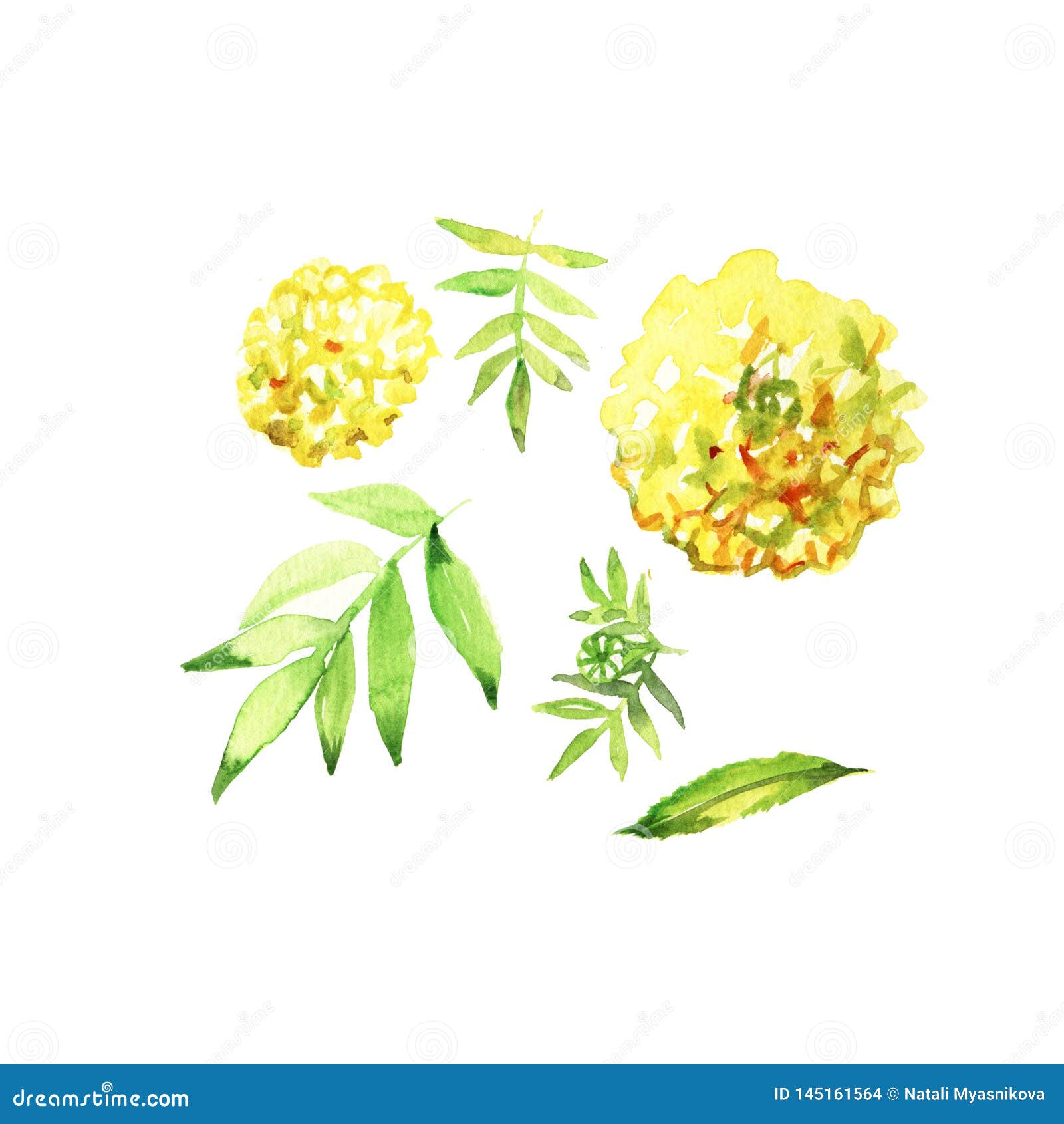 Watercolor Marigold Flowers Set Isolated On White Background Hand