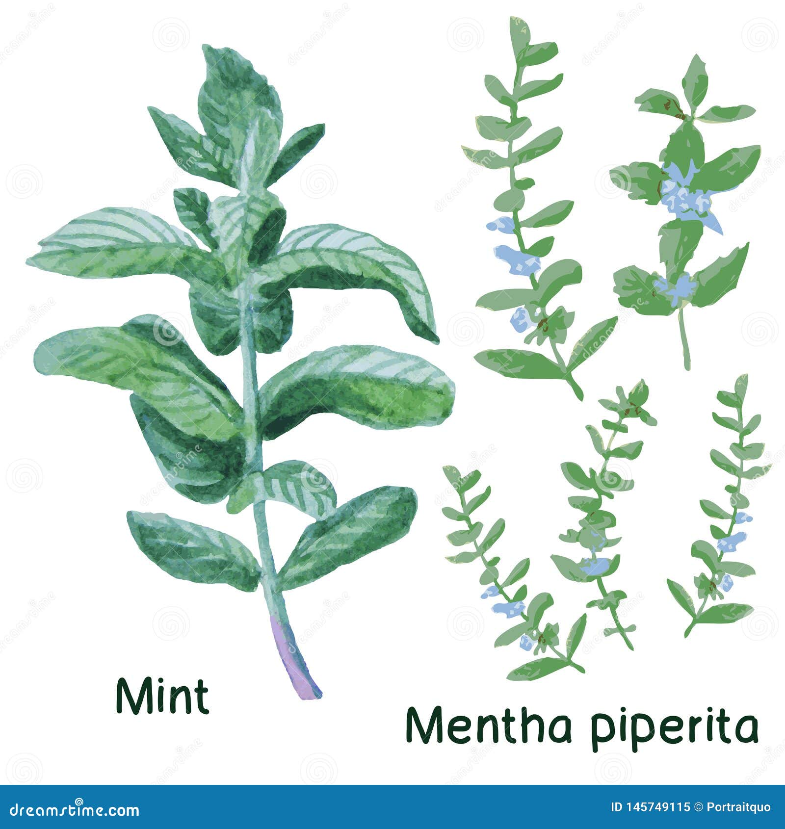 Watercolor Mint and Peppermint Isolated on White Background. Stock ...