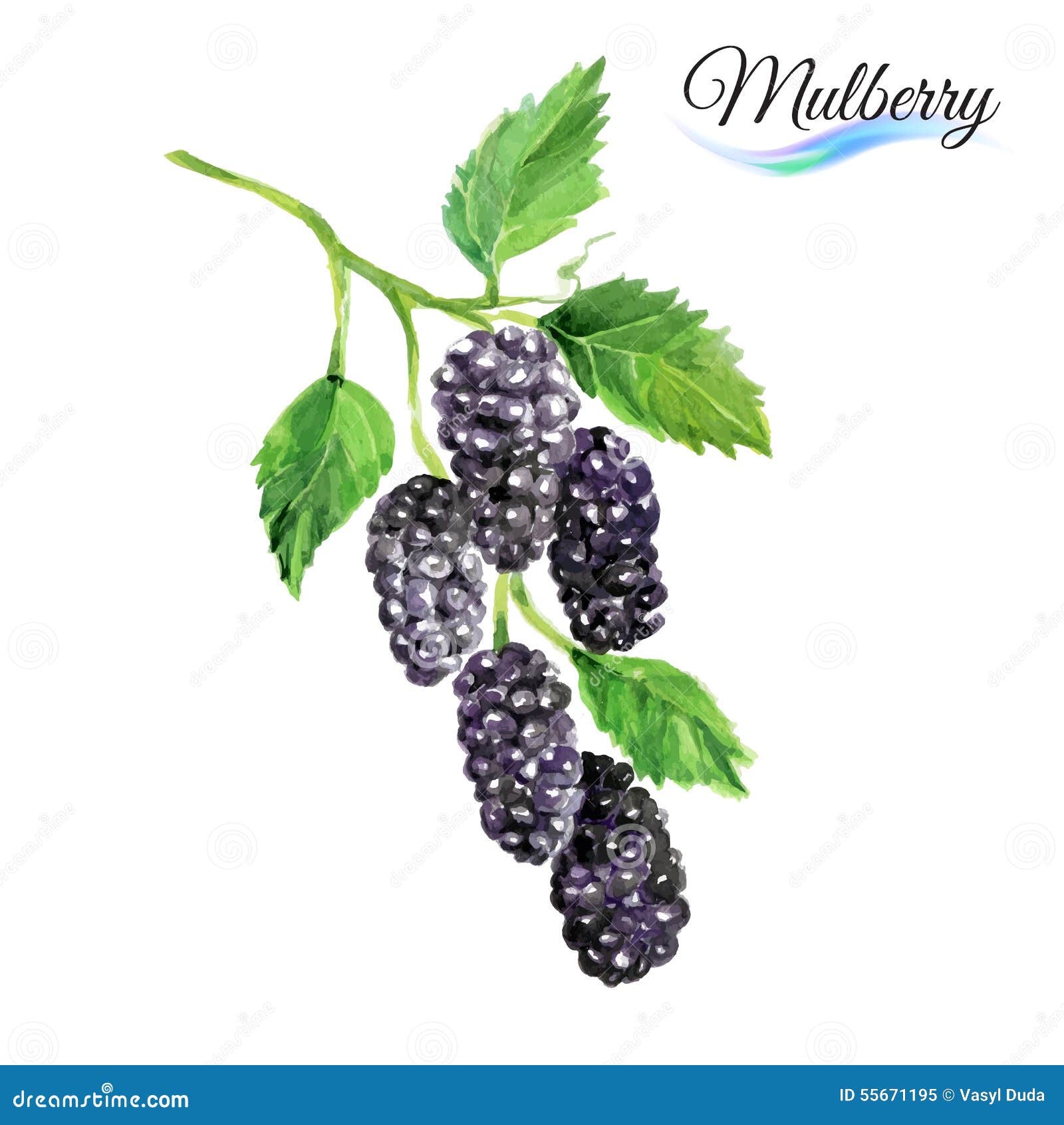 Watercolor mulberry stock vector. Illustration of berry - 55671195