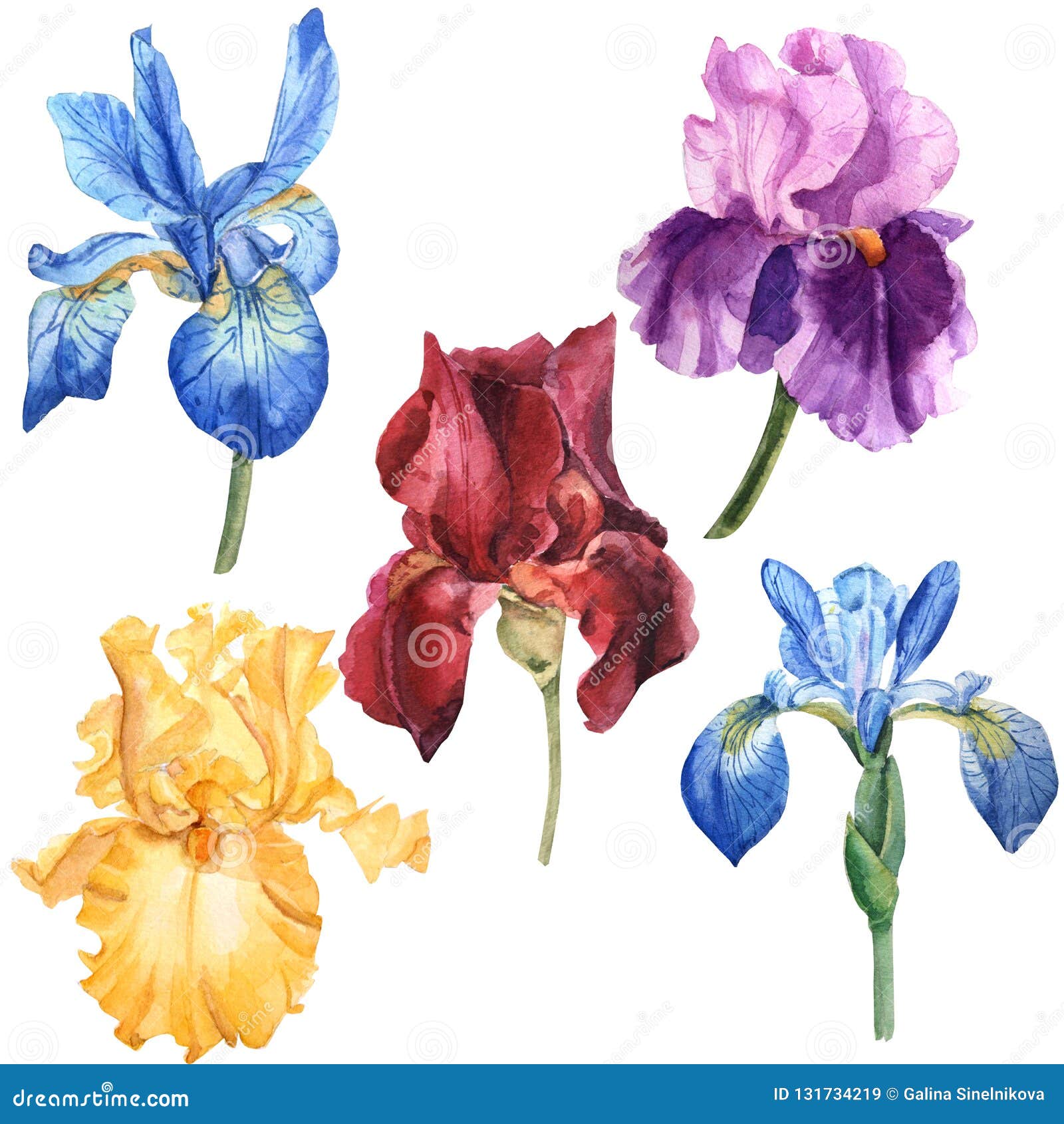 Watercolor Multicolored Iris Set Blue Yellow Red Violet for Design ...