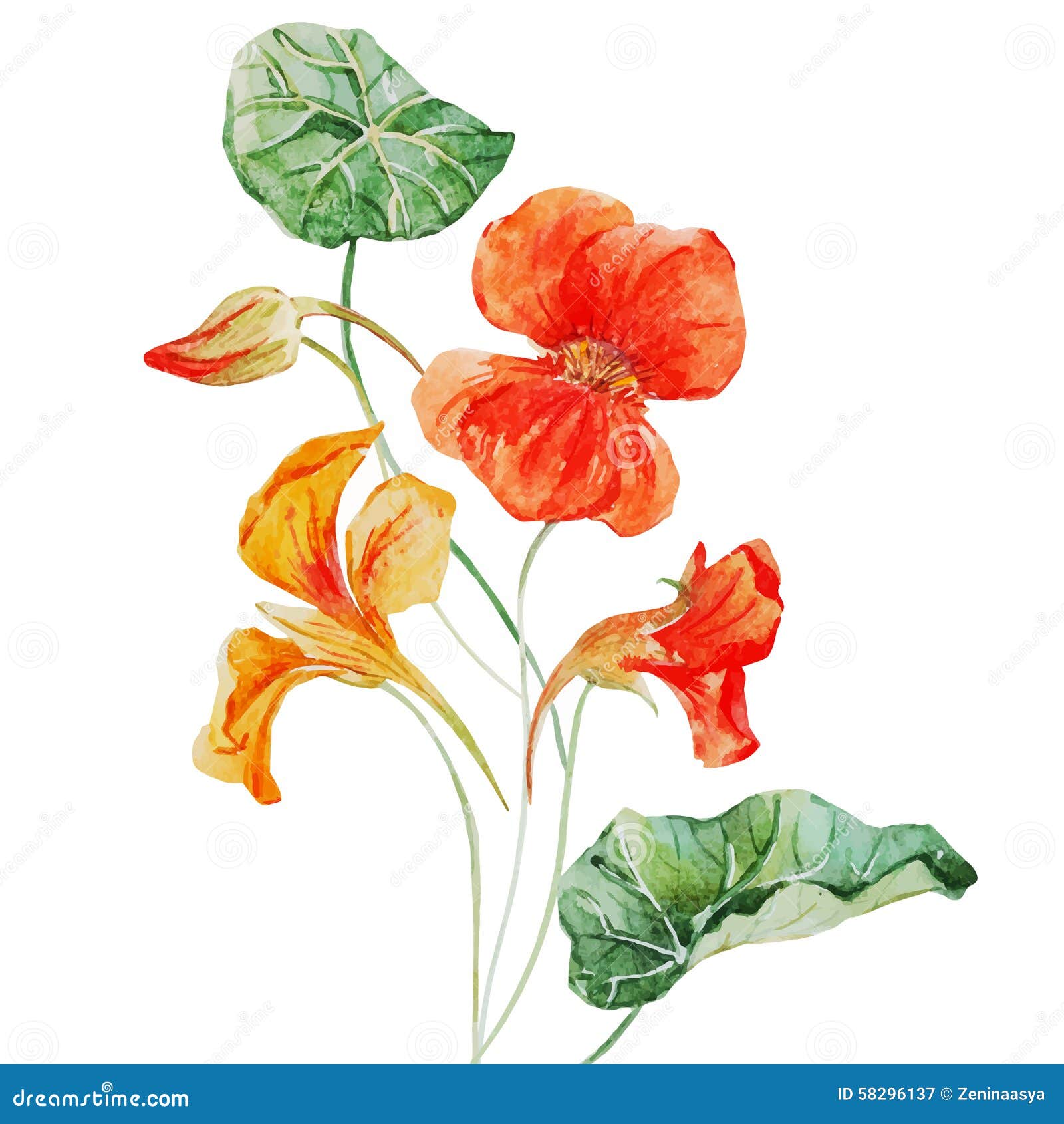 Watercolor Nasturtium Flower Stock Vector - Illustration of design ...