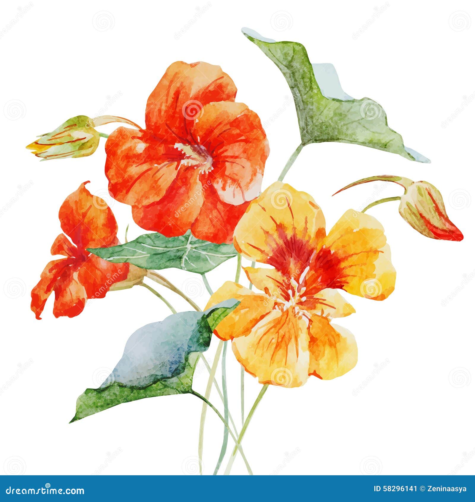 Watercolor Nasturtium Flower Stock Illustration - Illustration of ...