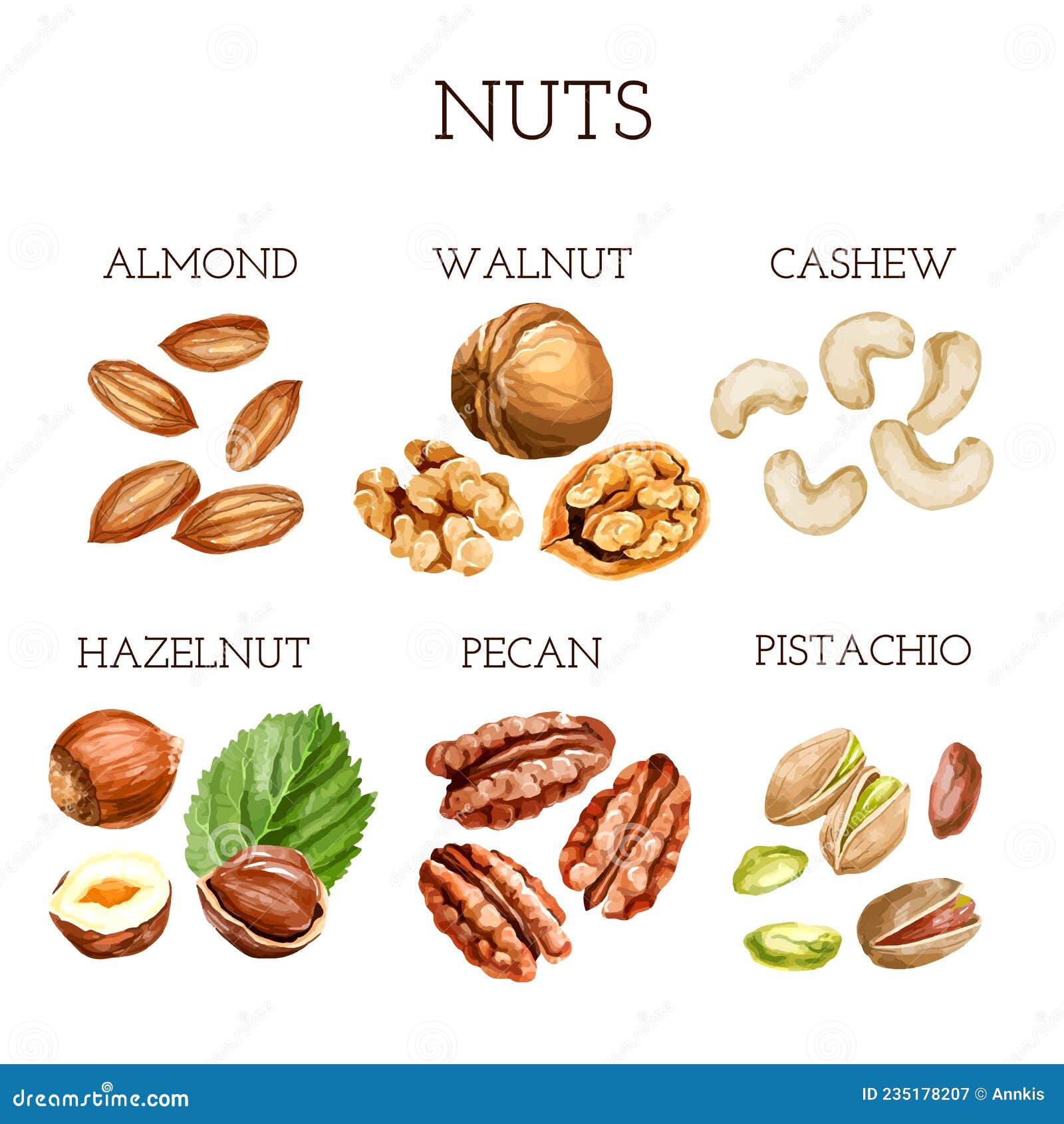 Watercolor Nut Collection. Different Types of Nuts with Names Stock ... Watercolor Nut Collection. Different Types of Nuts with Names Stock ...
