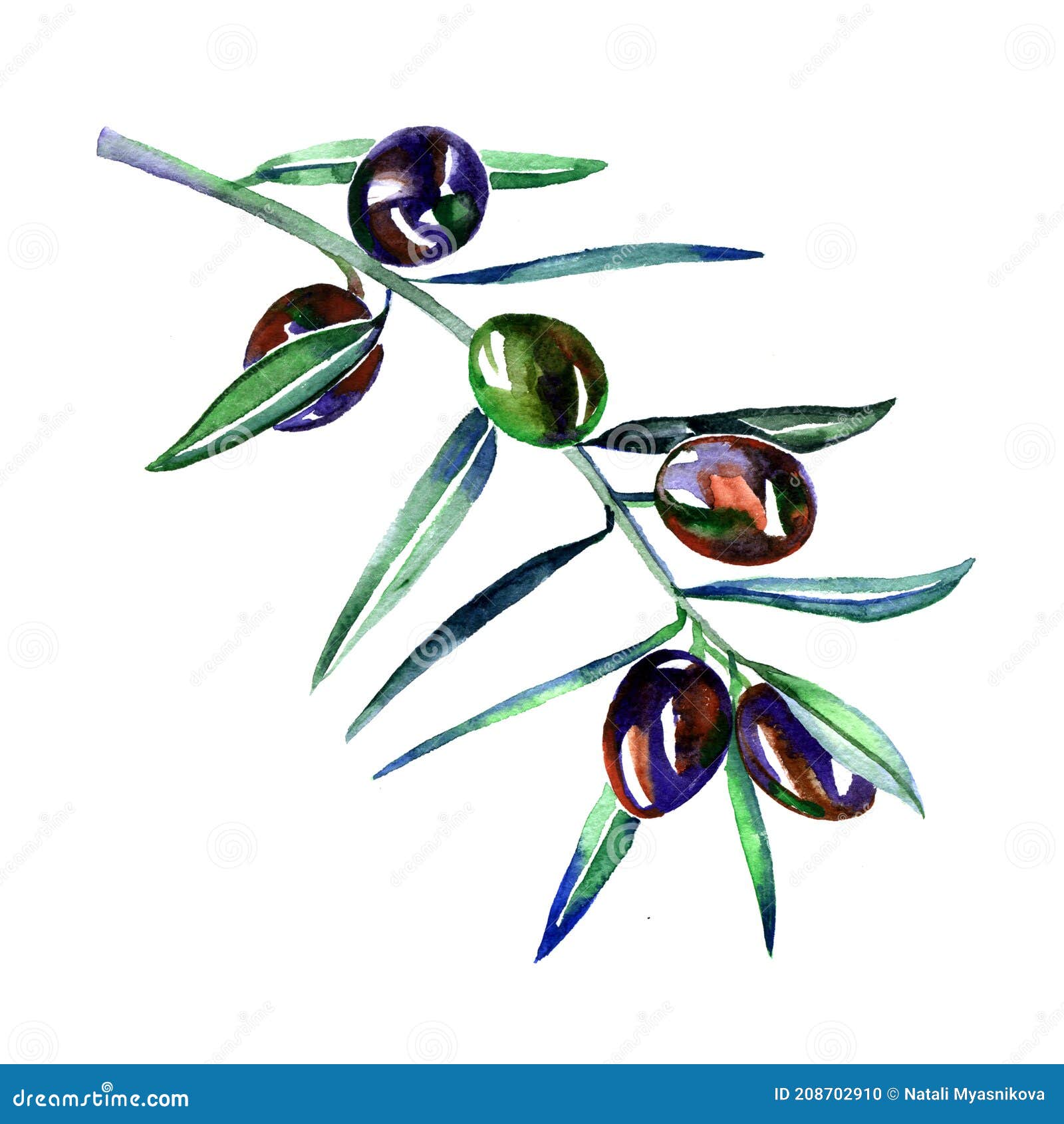 Watercolor Olive Branch on a White Background Stock Illustration ...