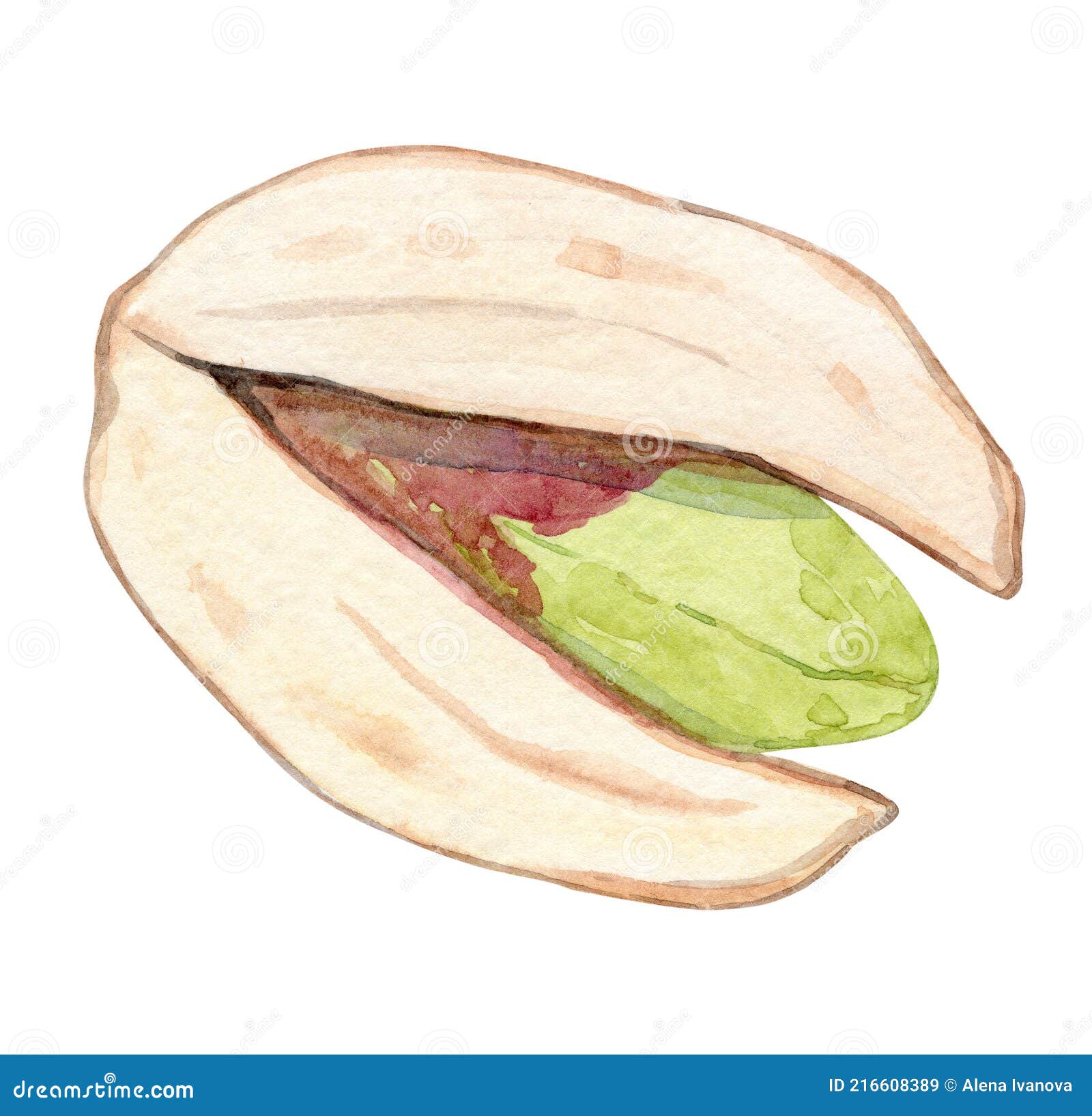 Watercolor Open Pistachio Nut in Shell Isolated on White Background ...