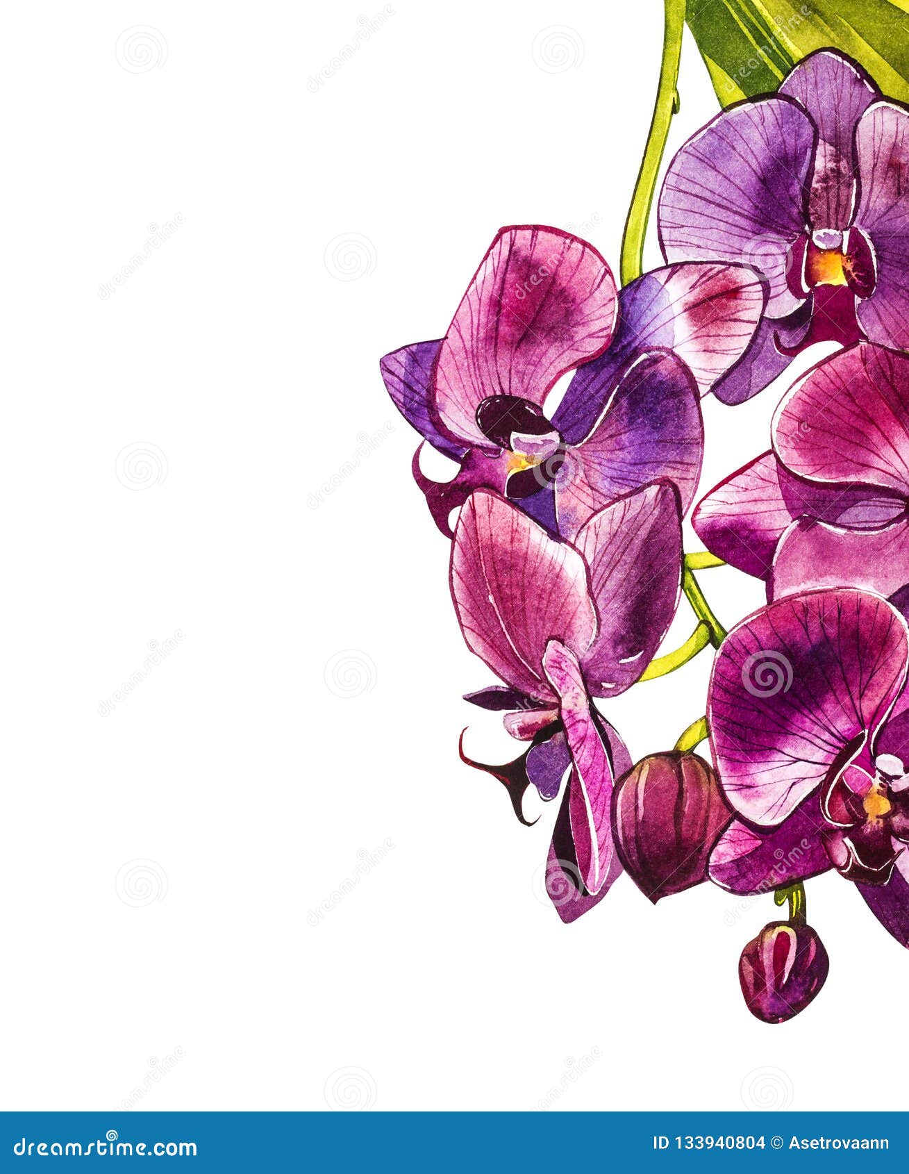 Watercolor Orchid Branch Hand Drawn Floral Illustration Isolated On A