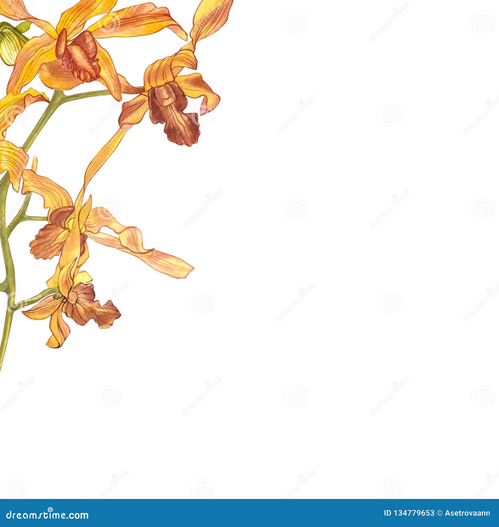 Watercolor Orchid Branch Hand Drawn Floral Illustration Isolated On A