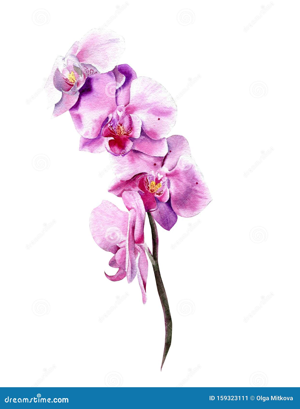 Watercolor Orchid Hand Drawn Branch With Pink Flowers Isolated On