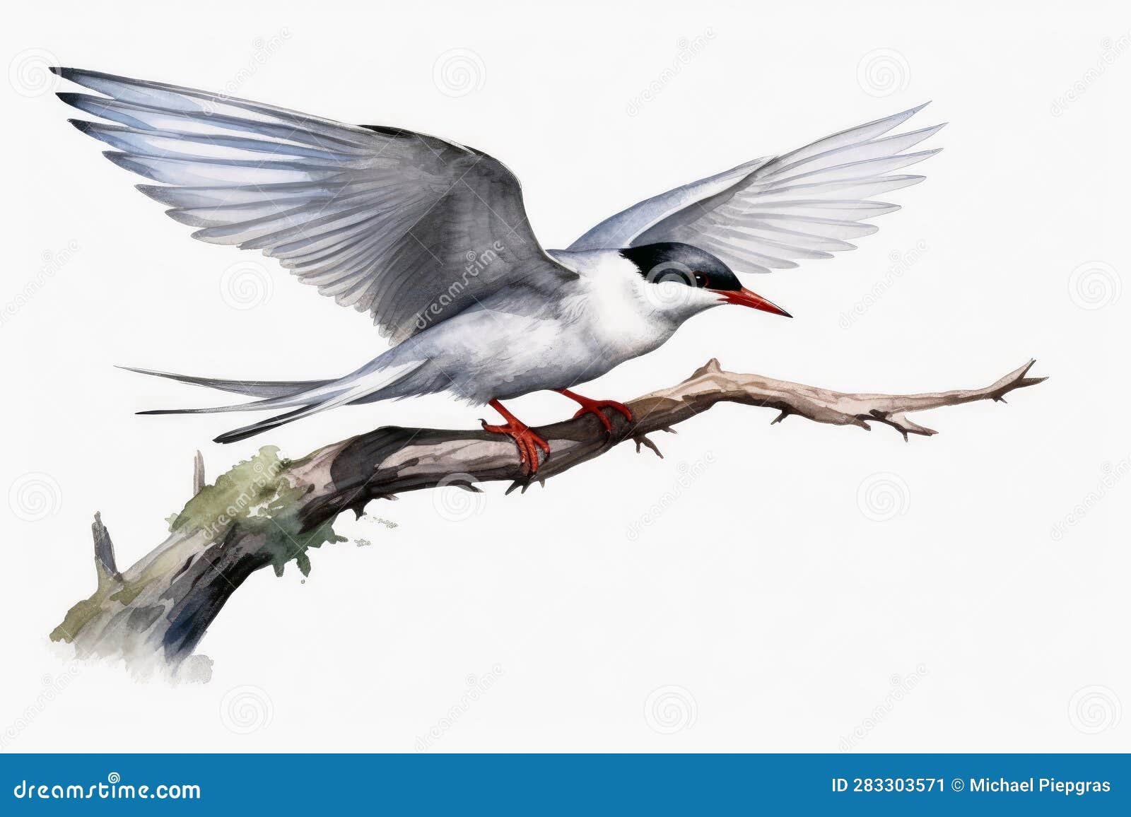 Watercolor Painted Common Tern on a White Background Stock Illustration ...