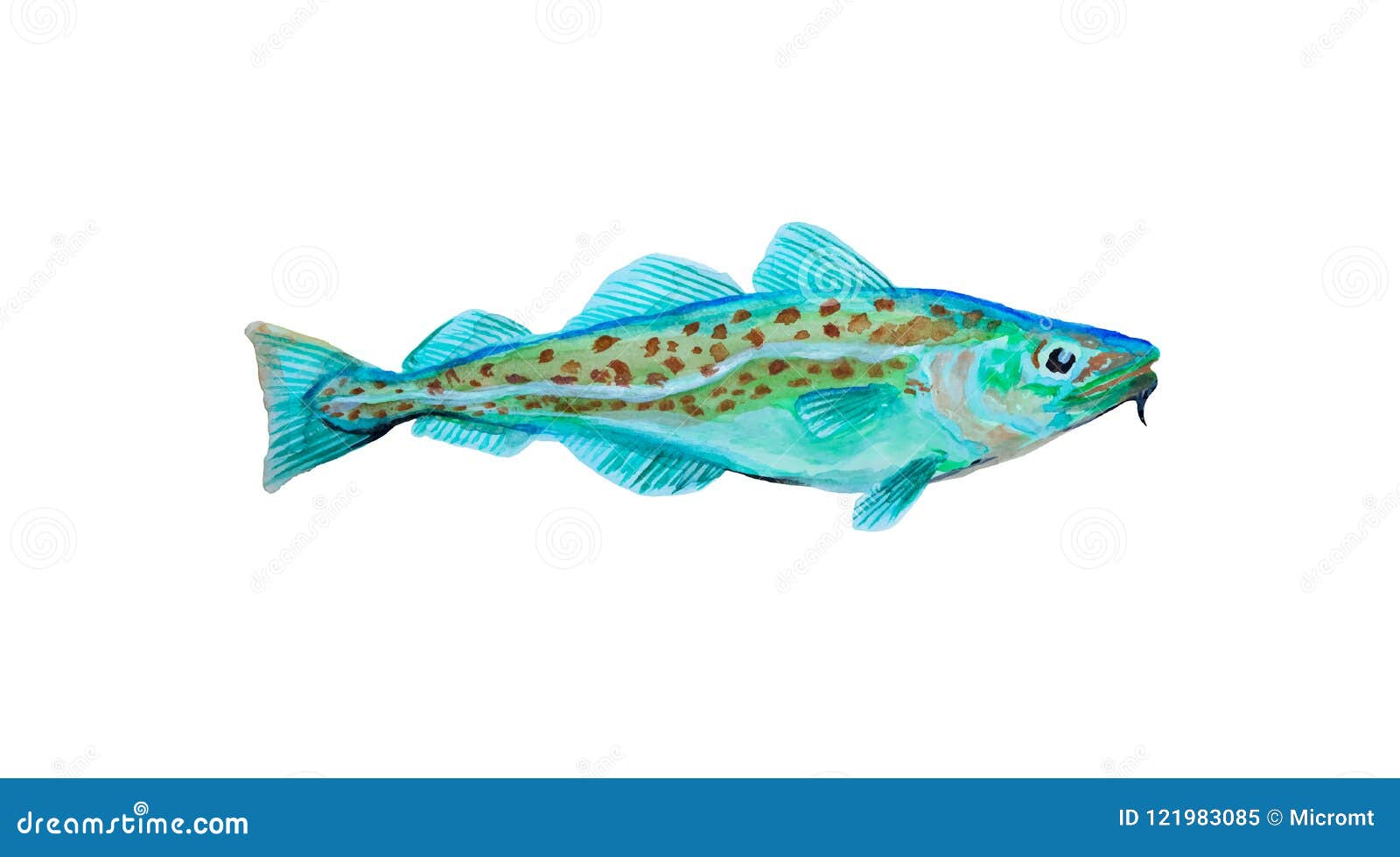 Watercolor Painting Codfish. Cod Atlantic, Vector Illustration with ...