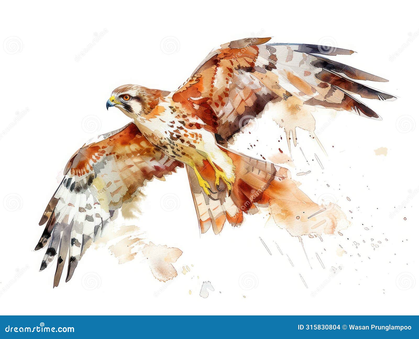 Watercolor Painting of a Hawk in Mid-flight Stock Photo - Image of ...
