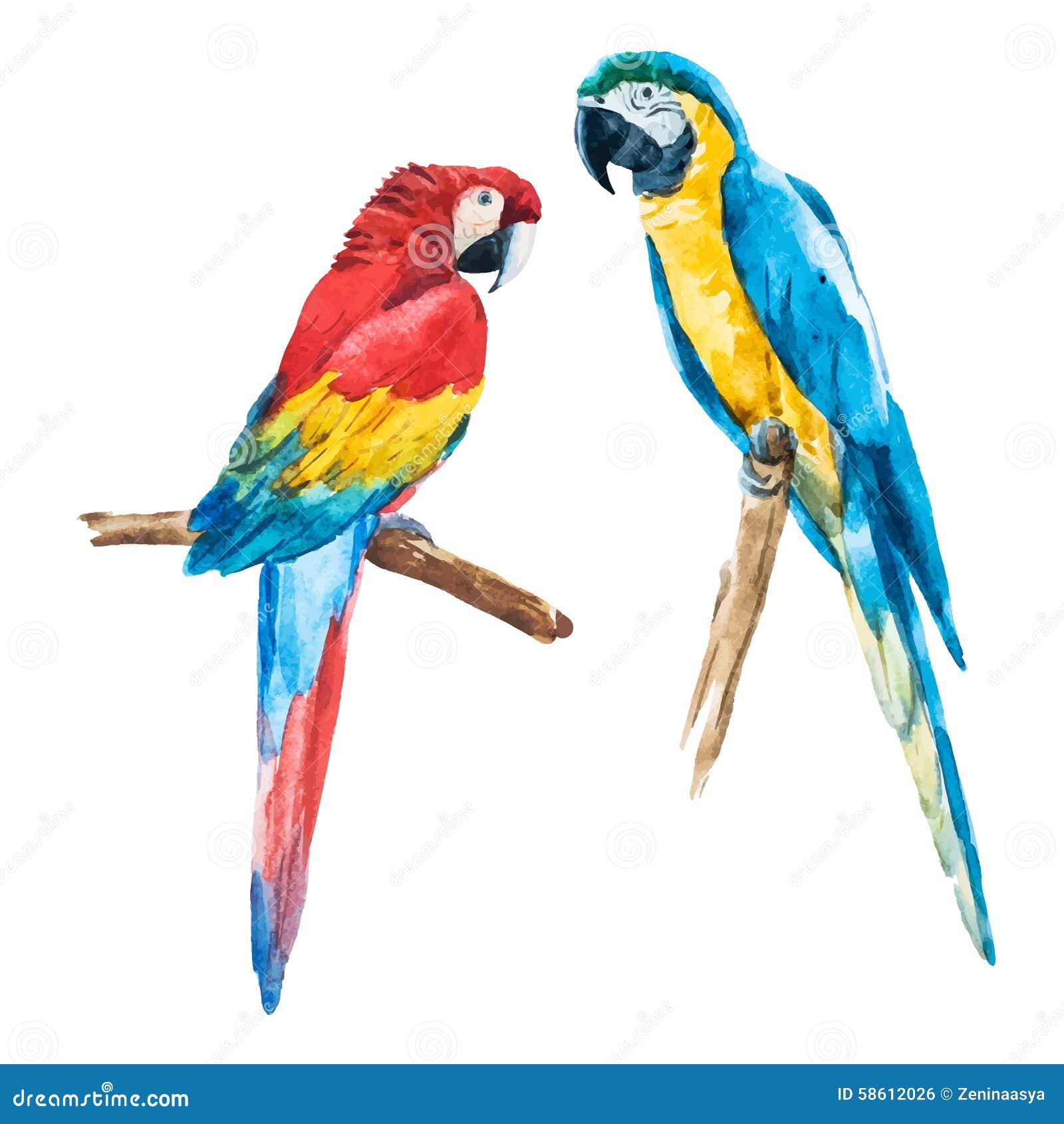 Watercolor parrot stock vector. Illustration of decoration - 58612026