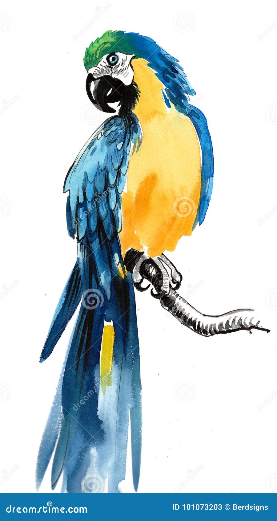 Watercolor parrot stock illustration. Illustration of parrot - 101073203
